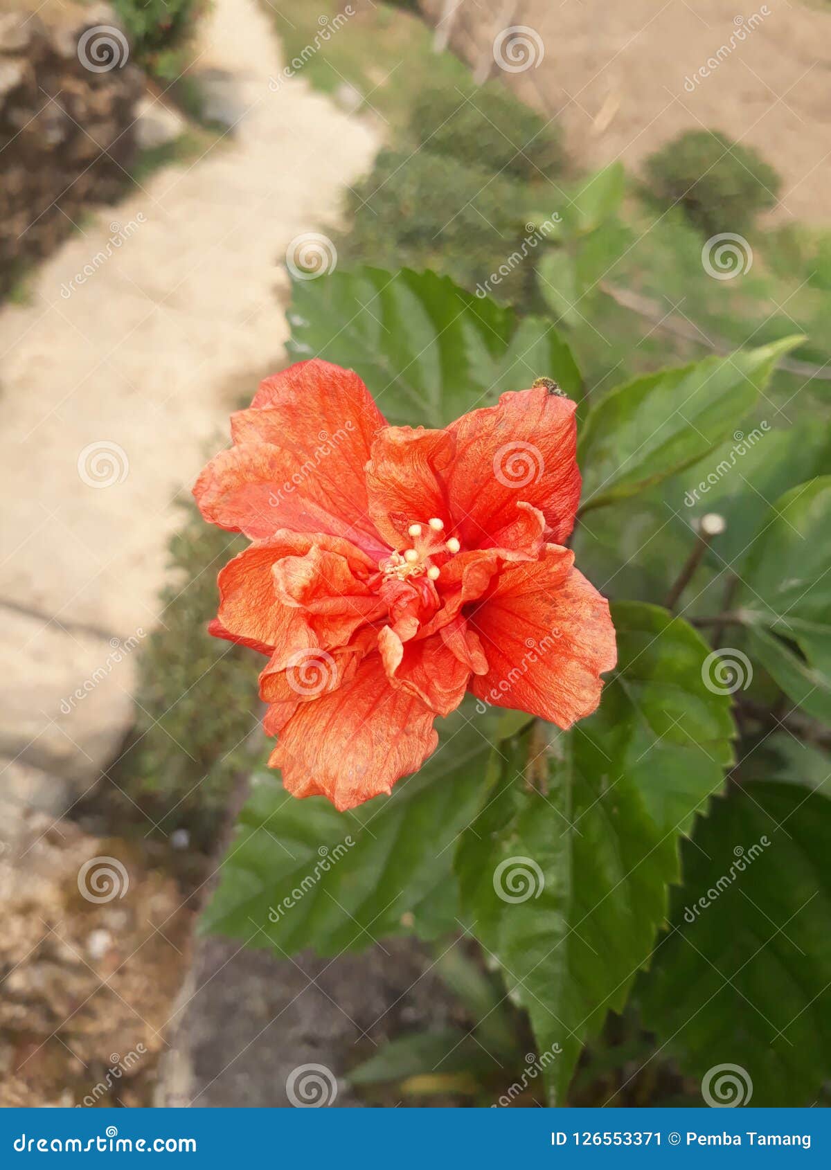 Tecleo natural imagen de archivo. Imagen de imagen, tecleo - 126553371