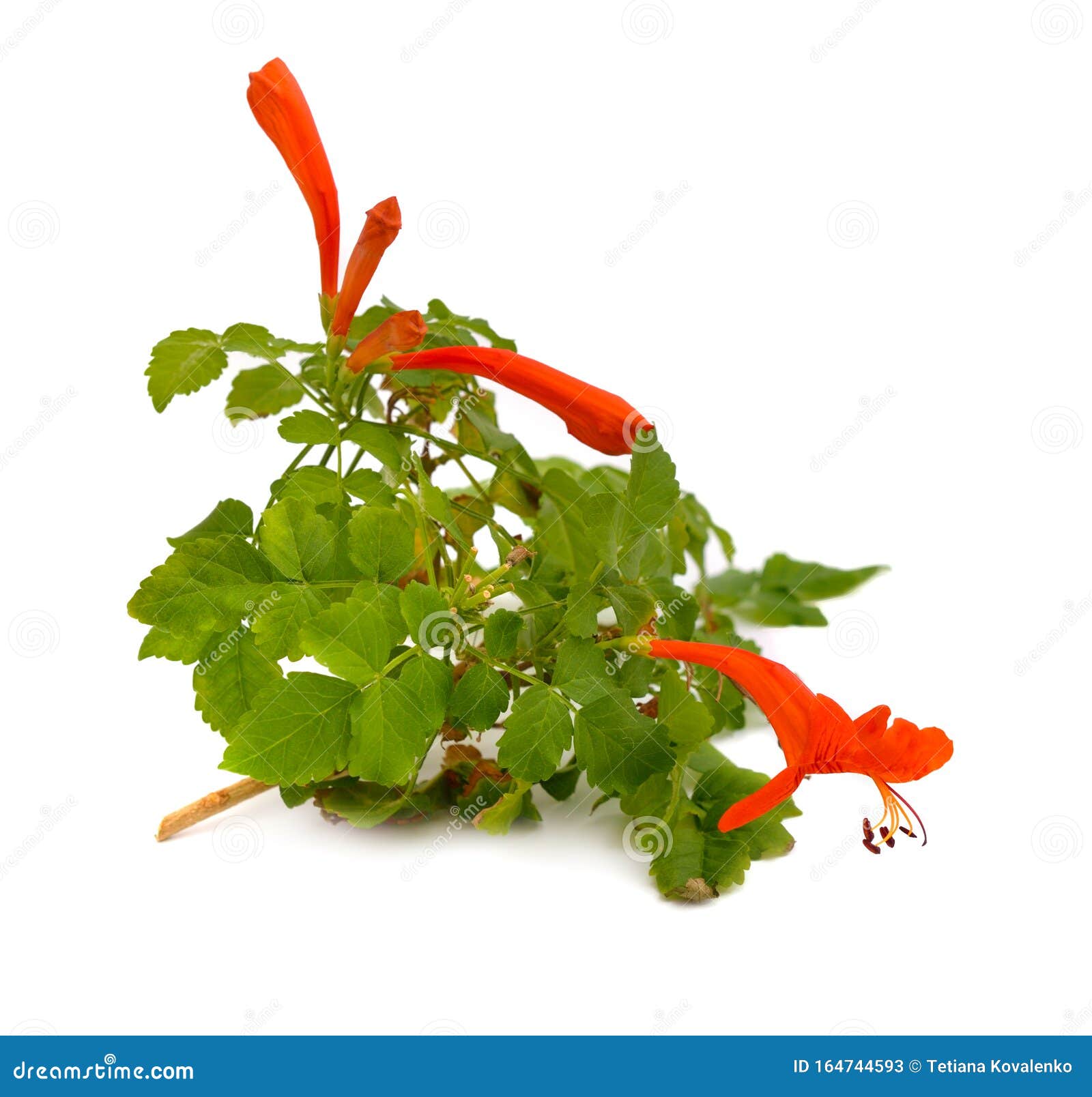 Tecoma Capensis Plant Royalty-Free Stock Photography | CartoonDealer ...