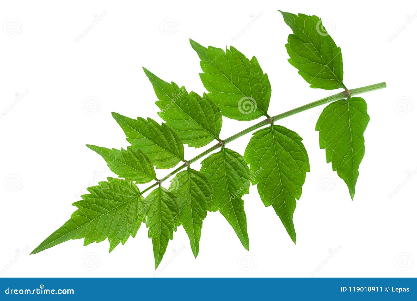 Tecoma Leaf Closeup on White Stock Image - Image of hummingbird ...