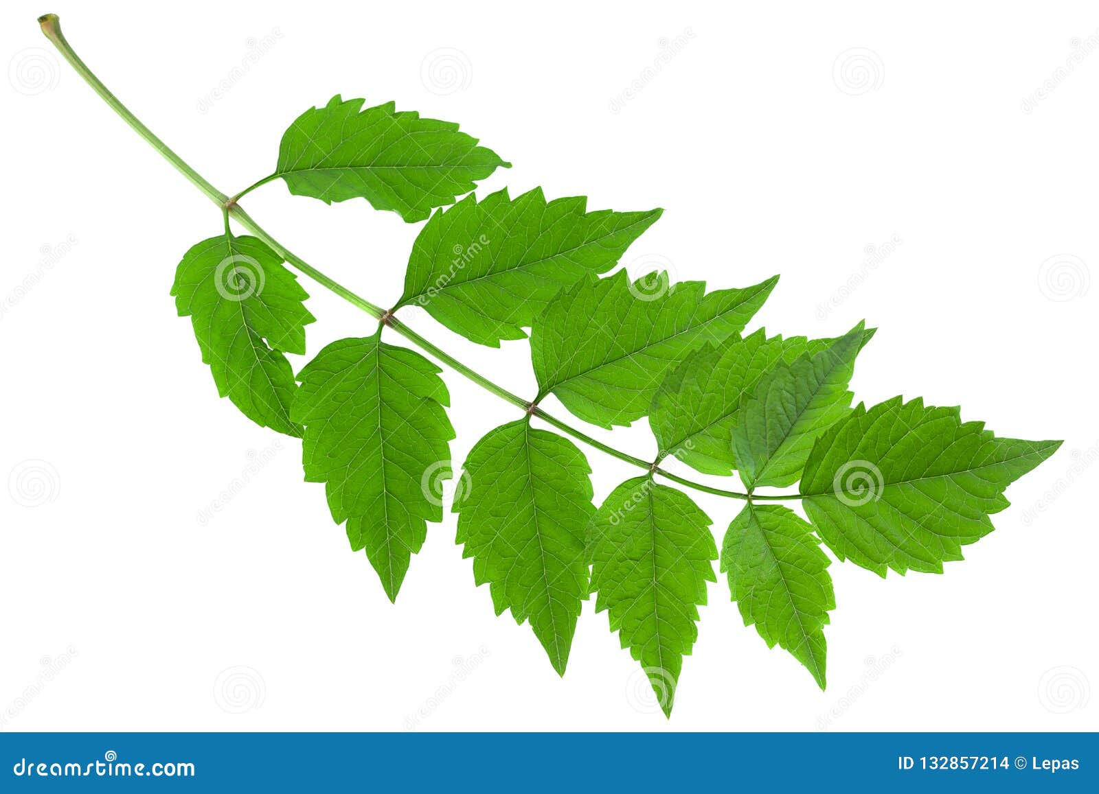 Tecoma Leaf Closeup on White Stock Photo - Image of hummingbird ...