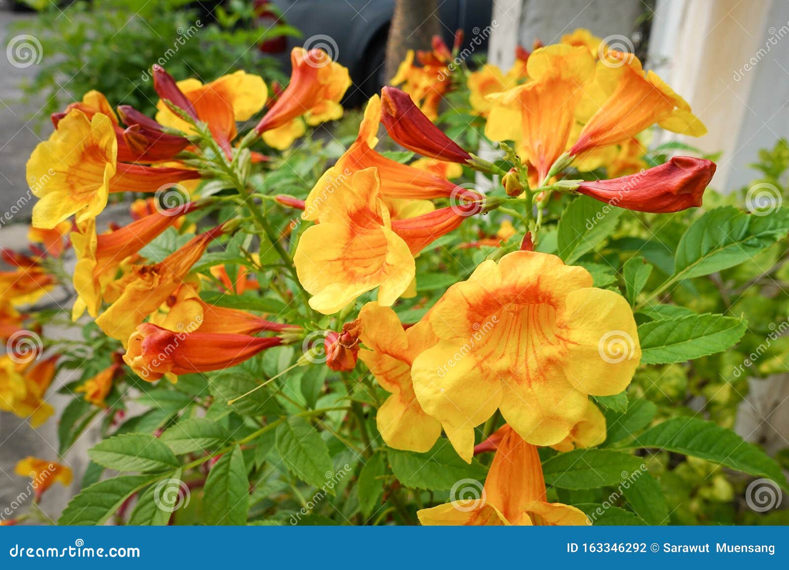 Tecoma `Orange Jubilee`, Orange Jubilee Esperanza, Orangebells Stock ...