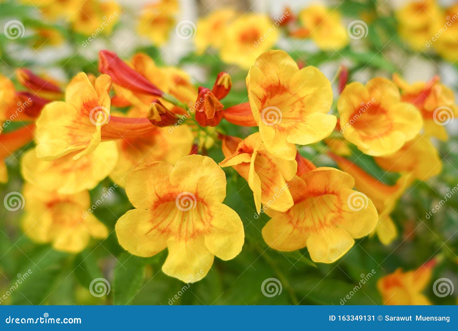 Tecoma `Orange Jubilee`, Orange Jubilee Esperanza, Orangebells Stock ...
