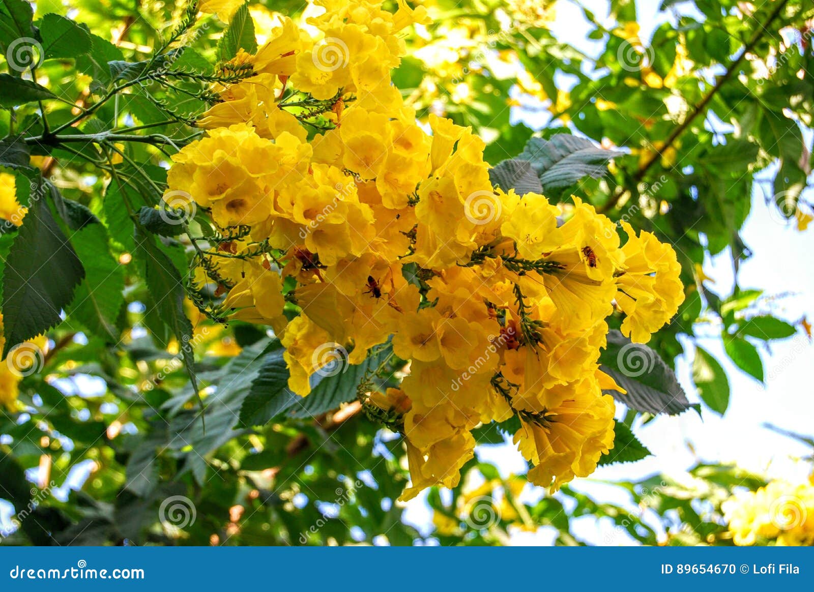 Tecoma Stans foto de archivo. Imagen de arbusto, hojas - 89654670