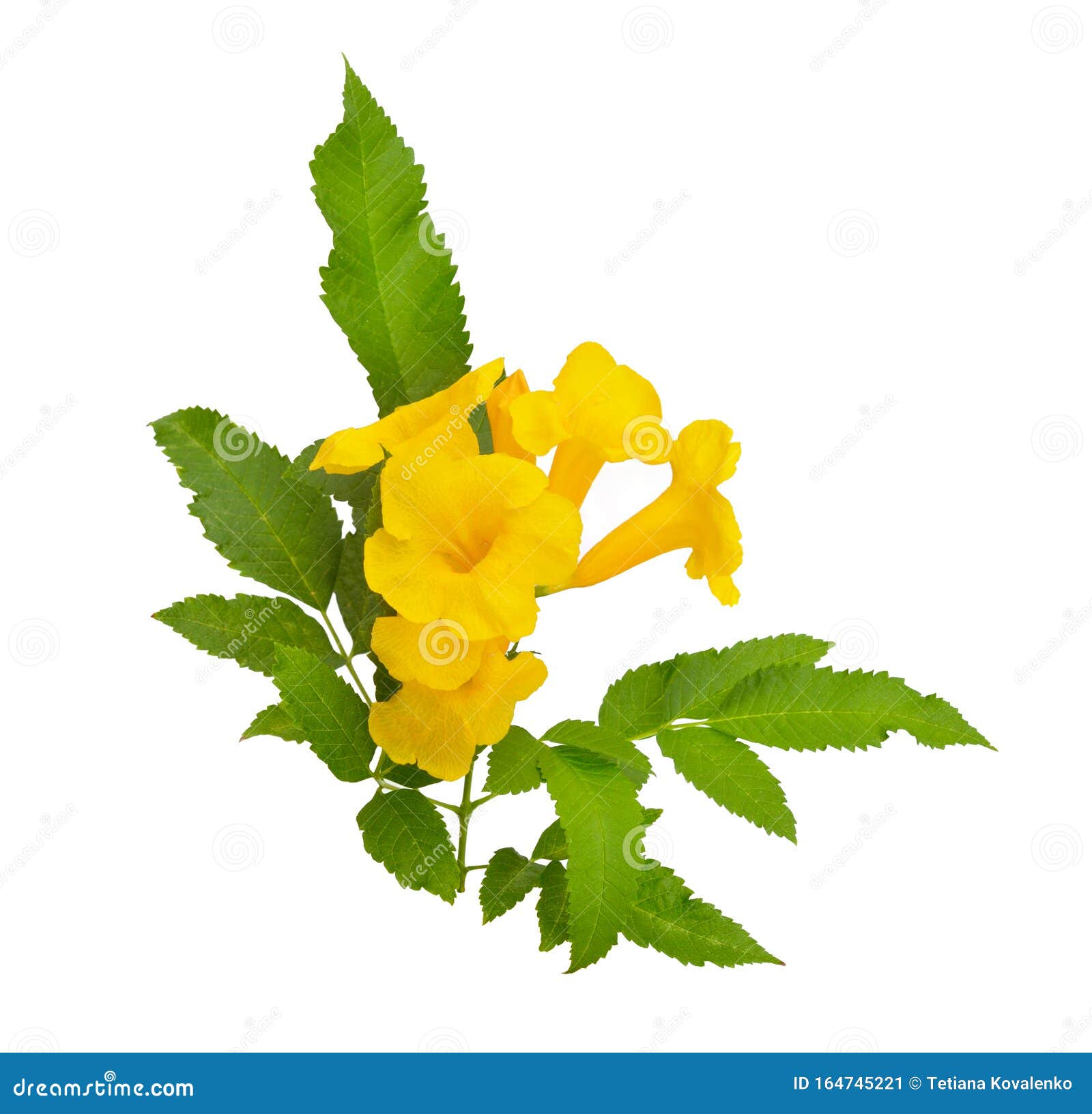 Tecoma Stans. Common Names Include Yellow Trumpetbush, Yellow Bells ...