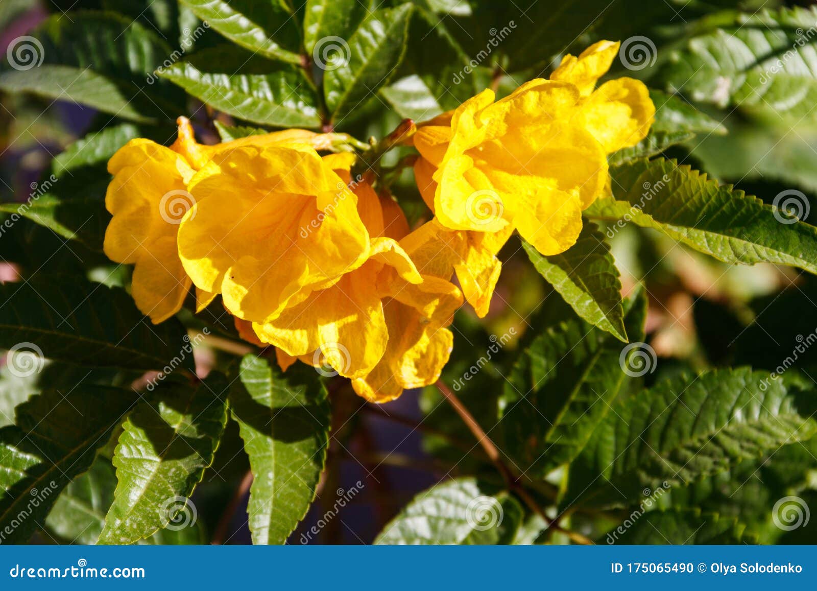 Tecoma Stans Flowers. Common Names Include Yellow Trumpetbush, Yellow ...