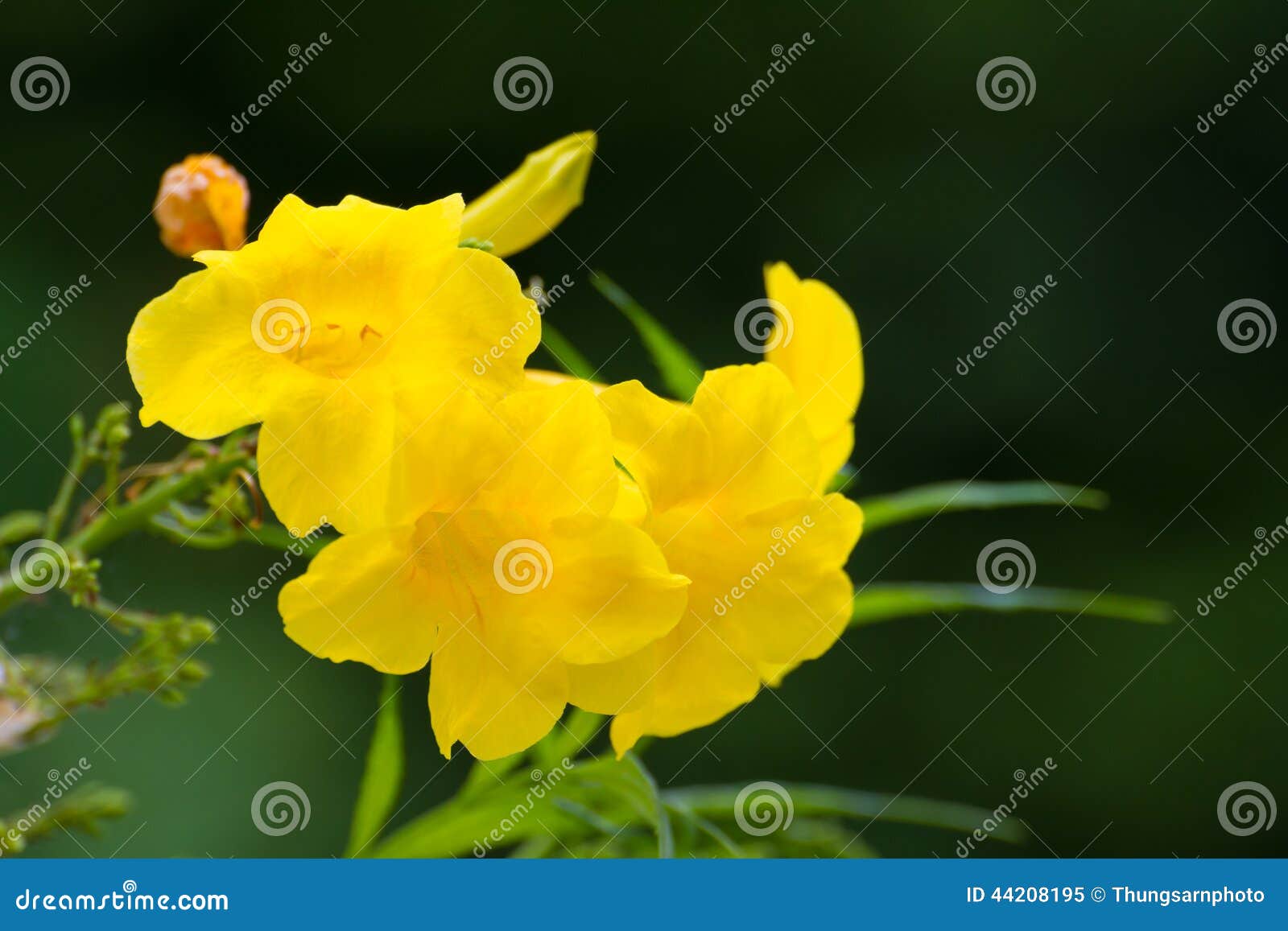 Tecoma Stans or Yellow Trumpetbush Flower Stock Image - Image of ...