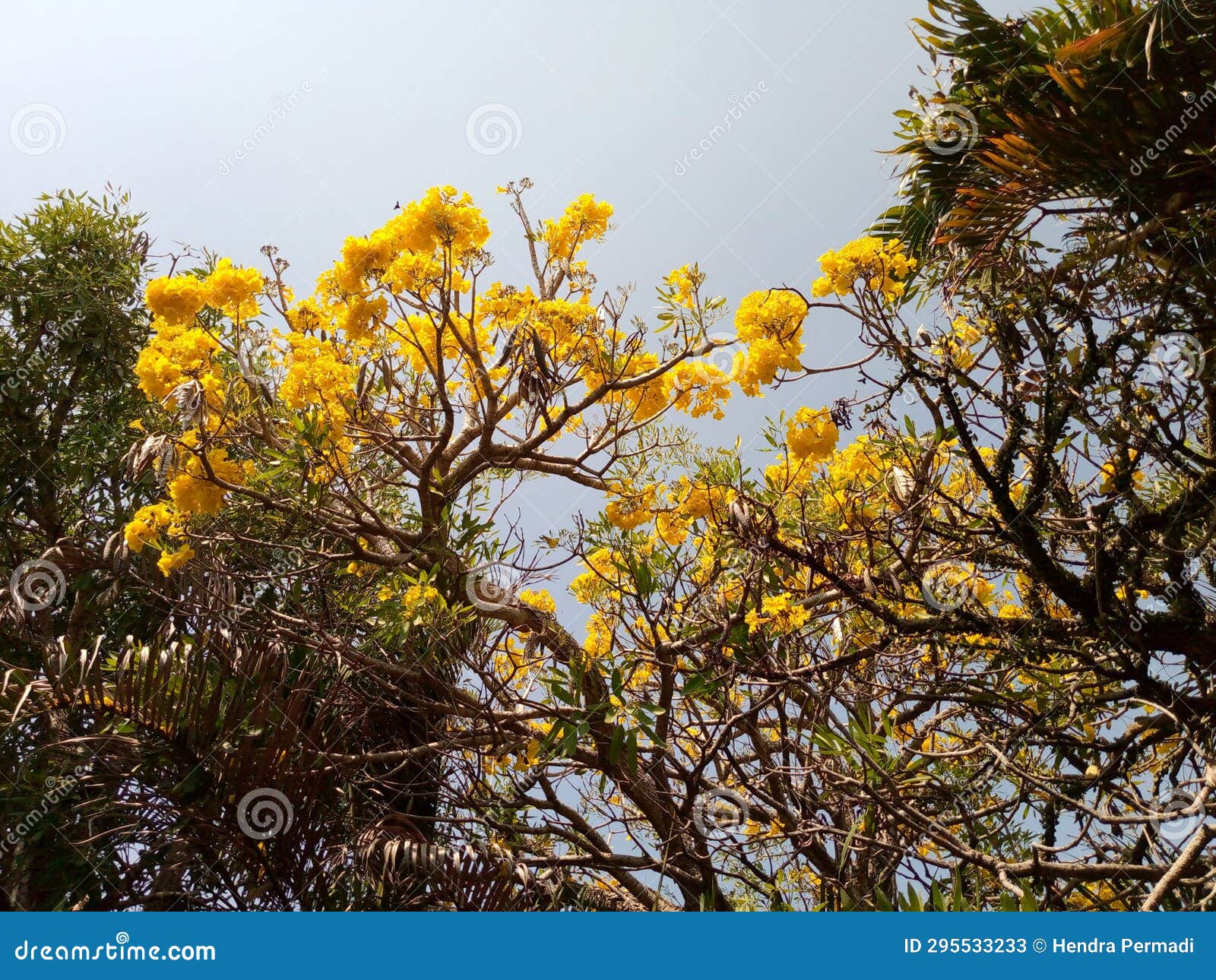 Tecomaria Tree Stock Photos - Free & Royalty-Free Stock Photos from ...