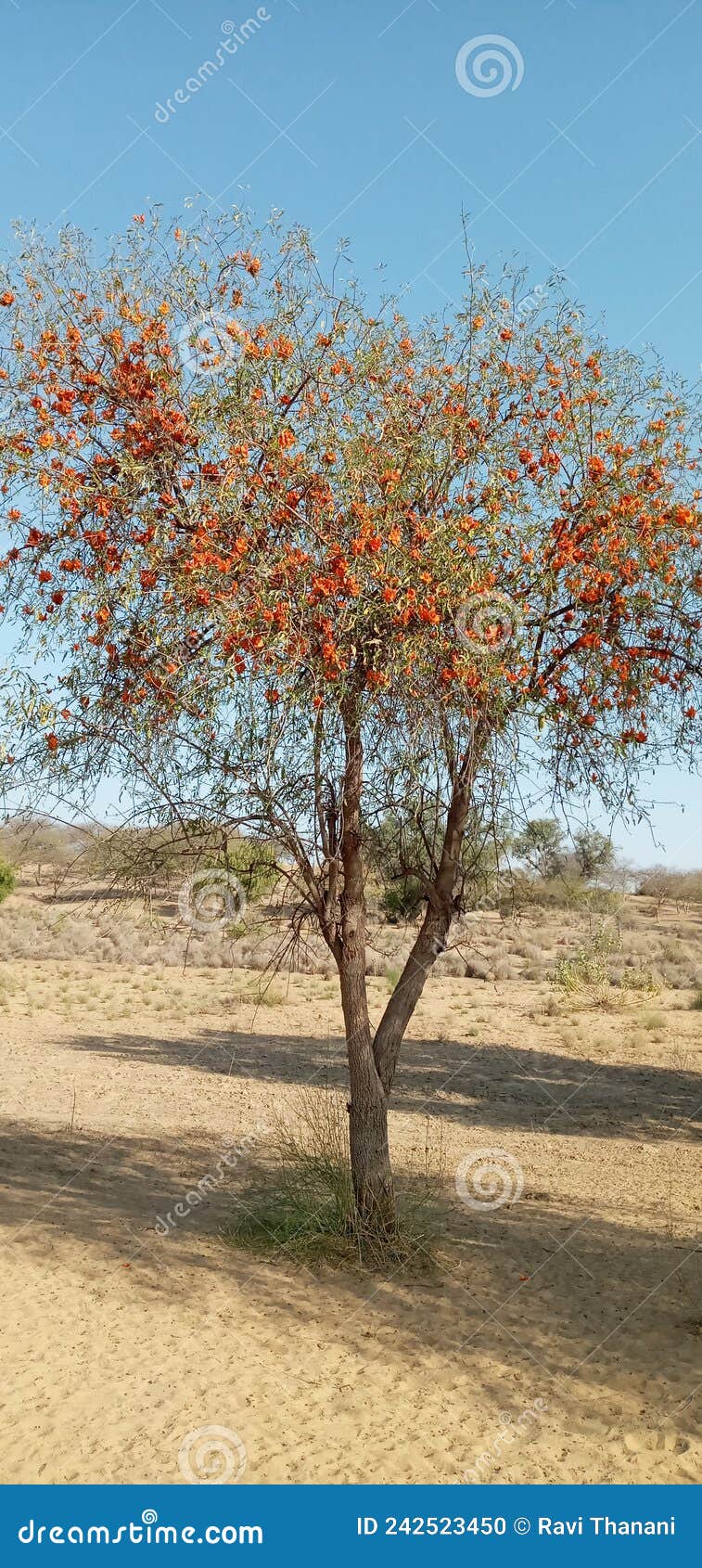 Tecomella Flower Tree Very Beautiful Stock Photo - Image of tree ...