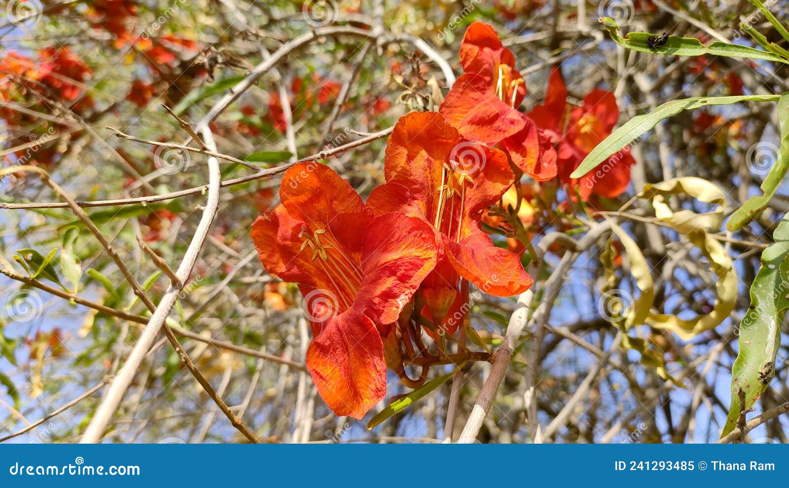 Tecomella Undulata Rohida Blossoming Flowers on the Tree Branches Stock ...