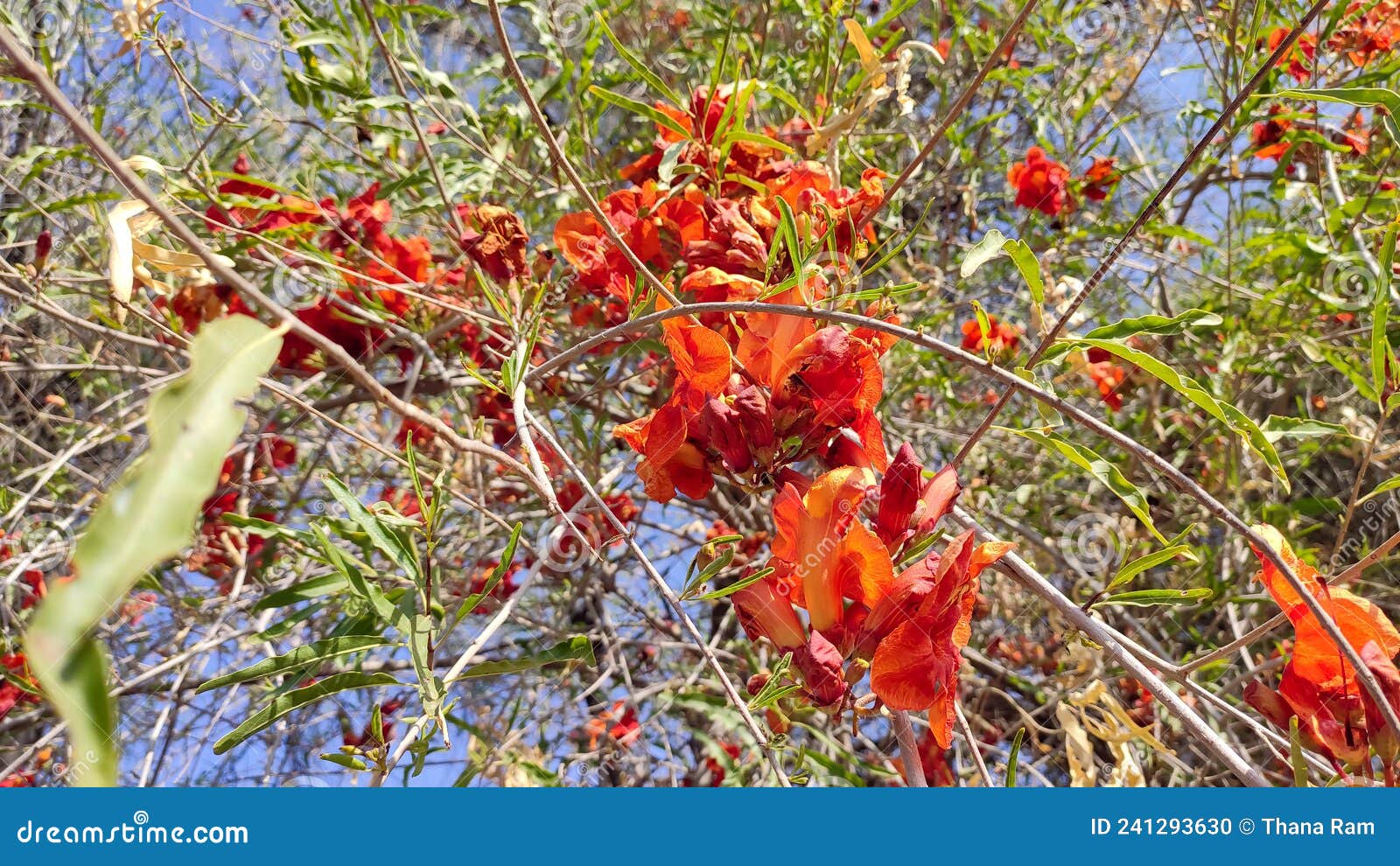 Tecomella Undulata Rohida Blossoming Flowers on the Tree Branches Stock ...