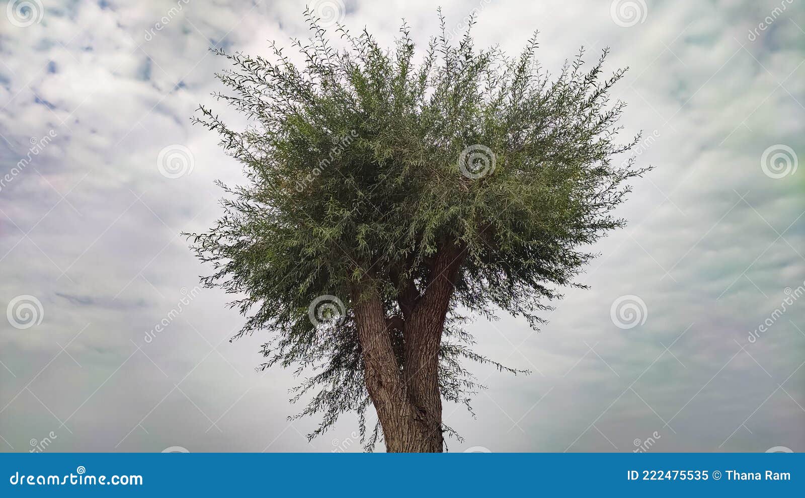 Tecomella Undulata Rohida Tree with Cloudy Sky Background Stock Image ...