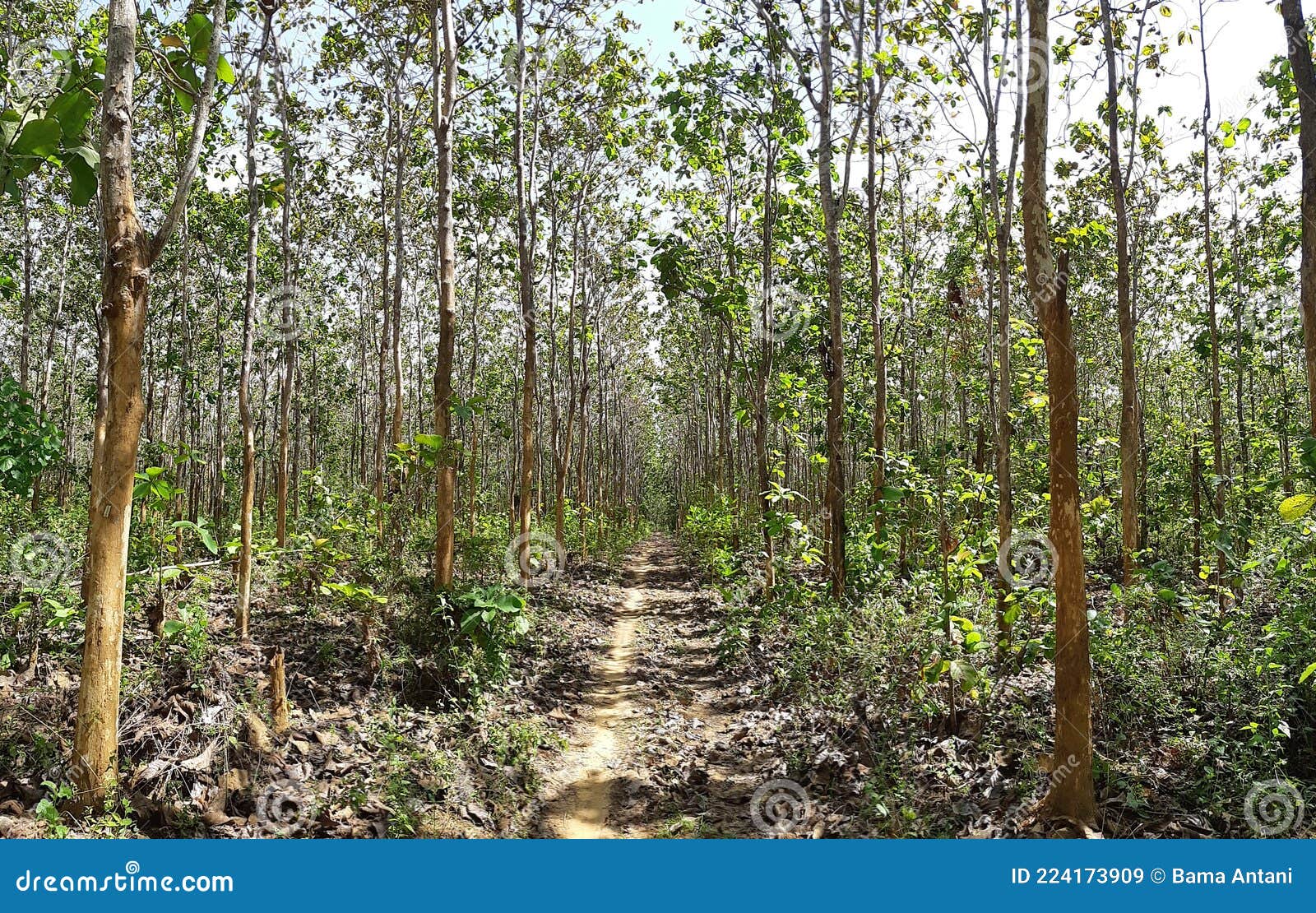 Tectona Grandis Forest in Muna Stock Image - Image of shrub, tree ...