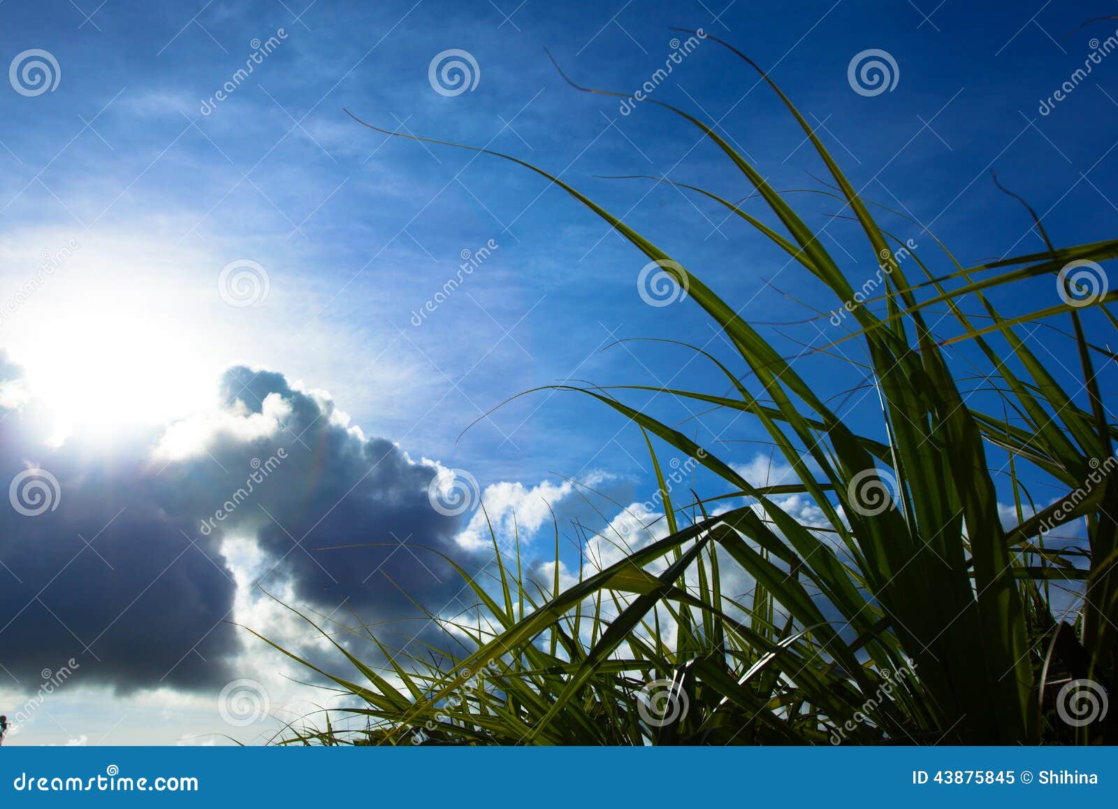 Tectorius De Adan, Del Pandanus, Y Sol Imagen de archivo - Imagen de ...