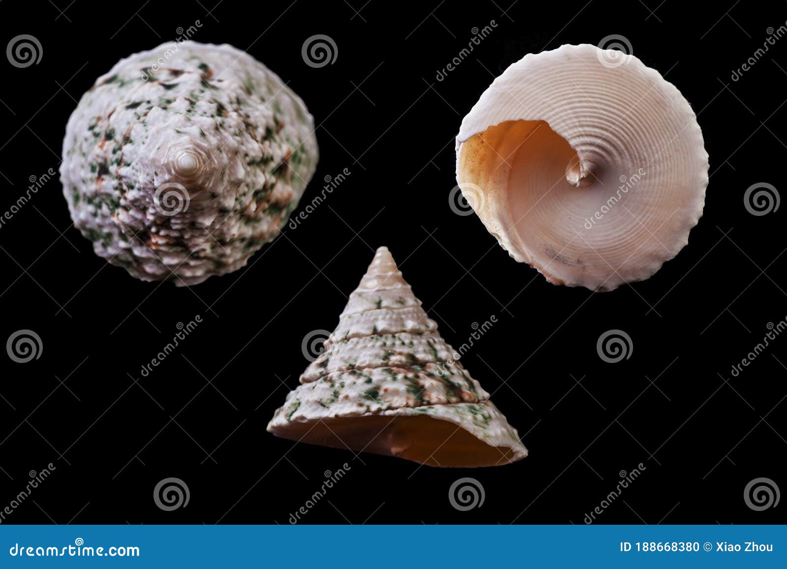 Tectus pyramis stock photo. Image of black, asia, puniceus - 188668380