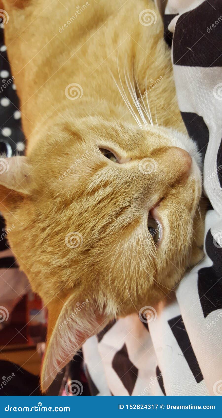 Ted the cat stock image. Image of orange, sleeping, cute - 152824317