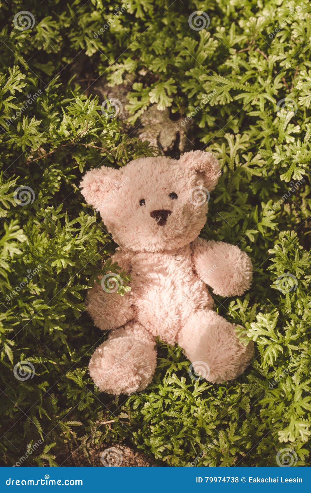 Teddy bear adventure stock photo. Image of nature, path - 79974738