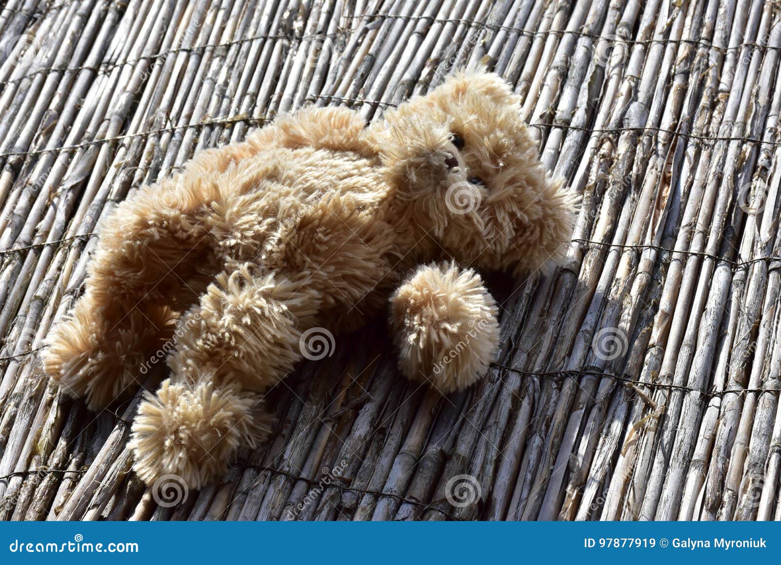 Teddy bear, stock image. Image of bear, play, beautiful - 97877919