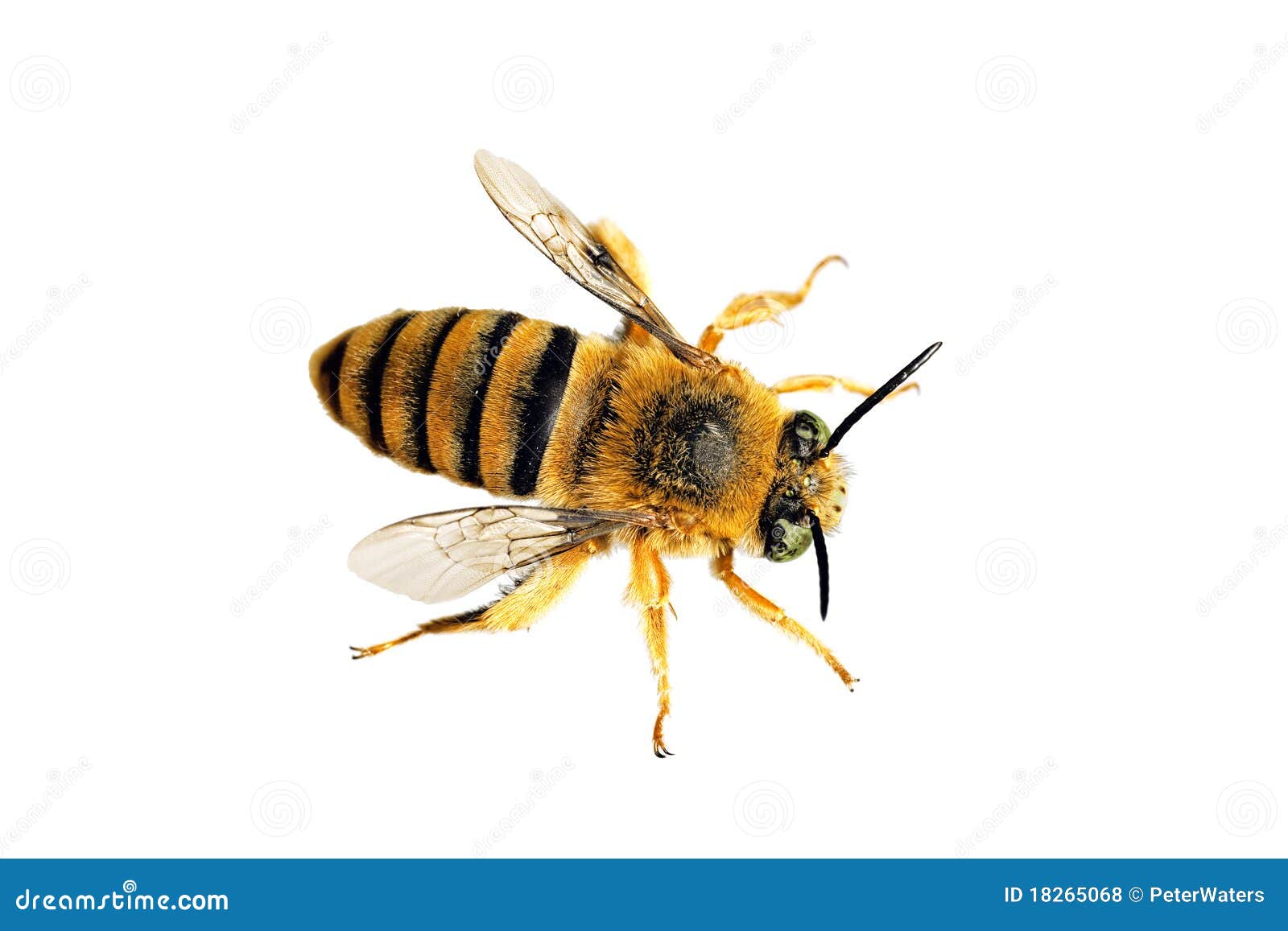 Teddy Bear Bee stock photo. Image of antenna, stinger - 18265068