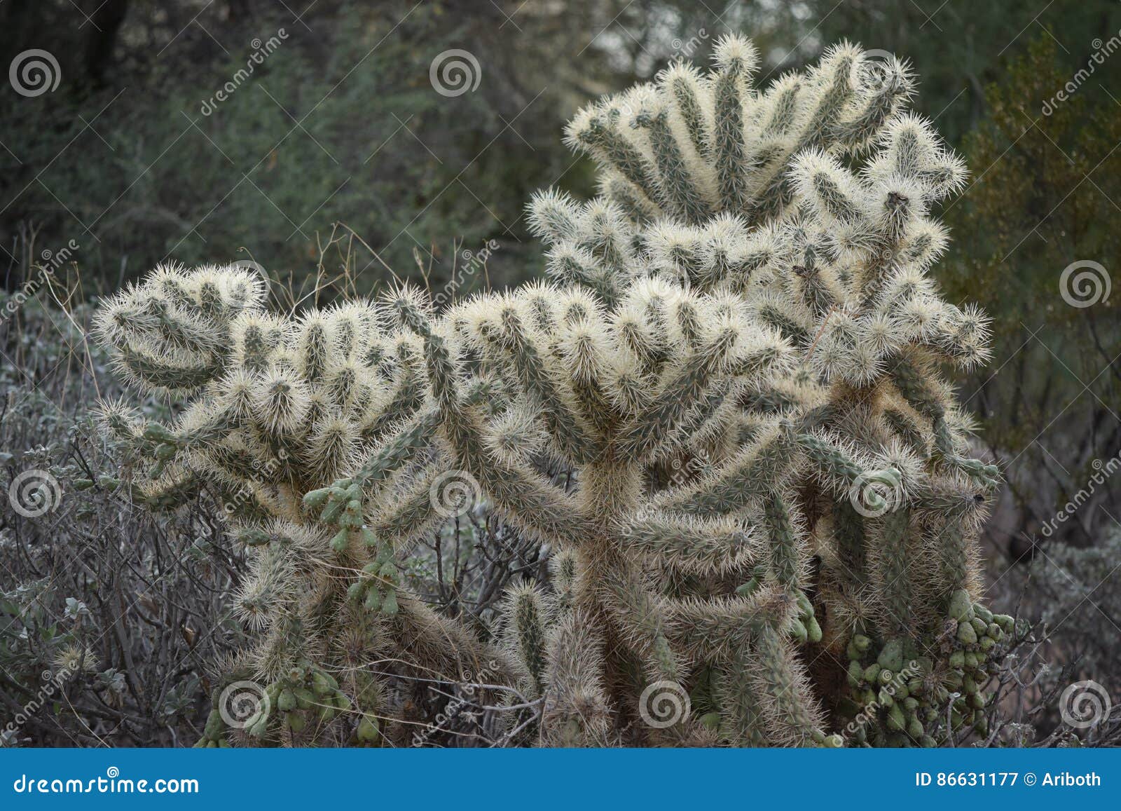 Teddy bear cactus stock image. Image of needles, teddy - 86631177