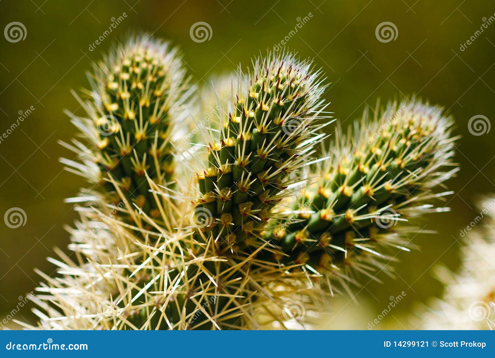 Teddy Bear Cholla Cactus stock image. Image of nature - 14299121