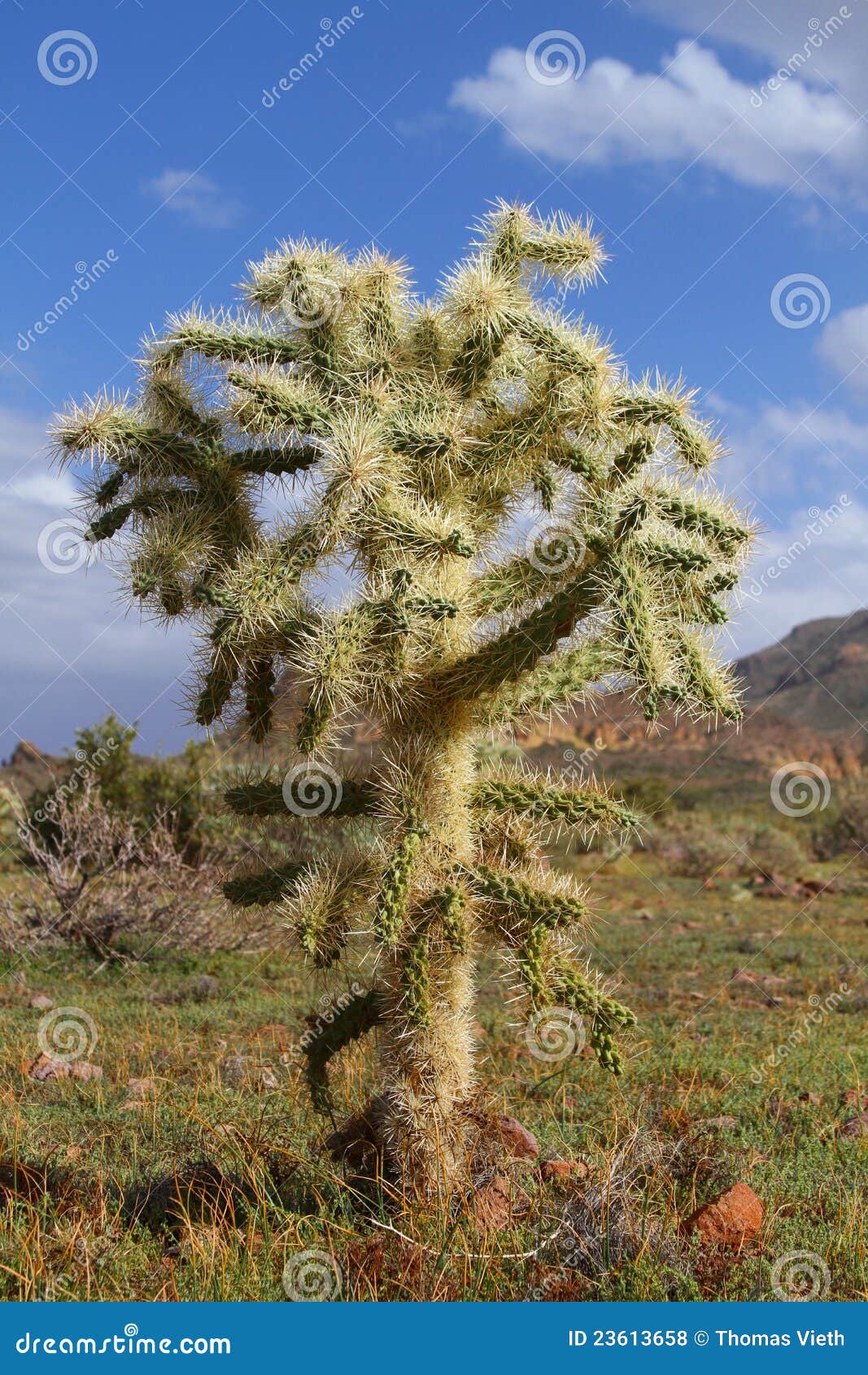 USA, Arizona: Teddy-bear Cholla Cactus Stock Photo - Image of american ...