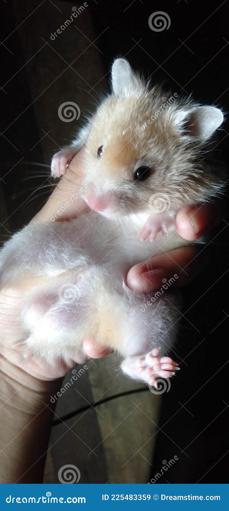 Teddy bear hamster stock image. Image of bear, hamster - 225483359