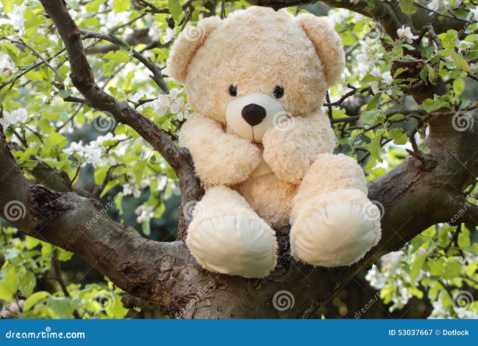 Teddy Bear Hiding in Apple Tree Stock Image - Image of outside, face ...