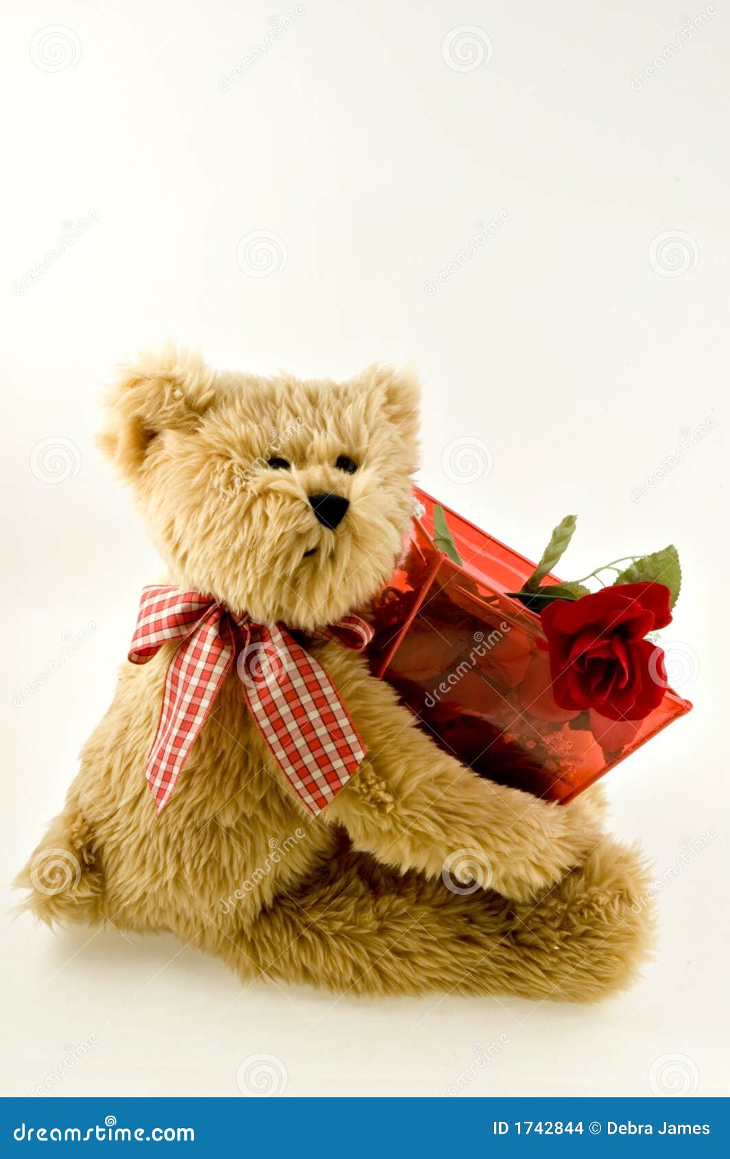 Teddy Bear Holding Container of Roses Stock Photo - Image of adorable ...
