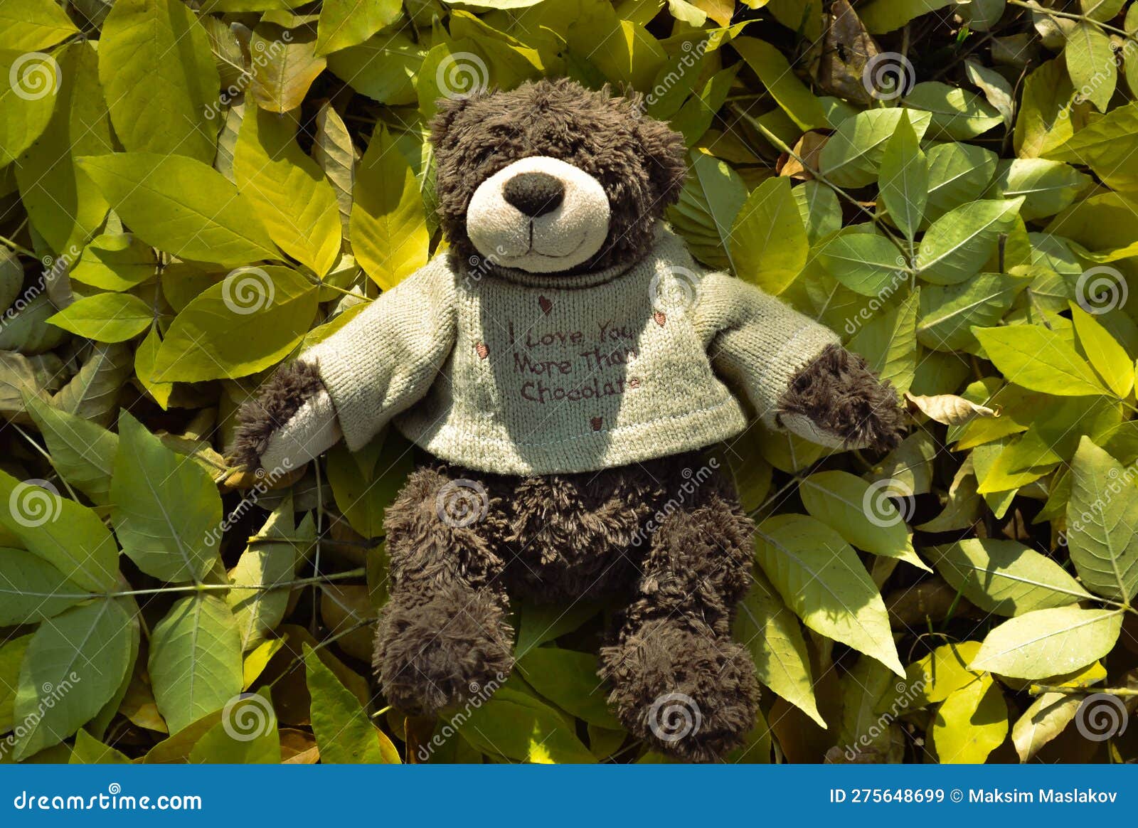 Teddy Bear Lies on Fresh Fallen Autumn Leaves Stock Image - Image of ...