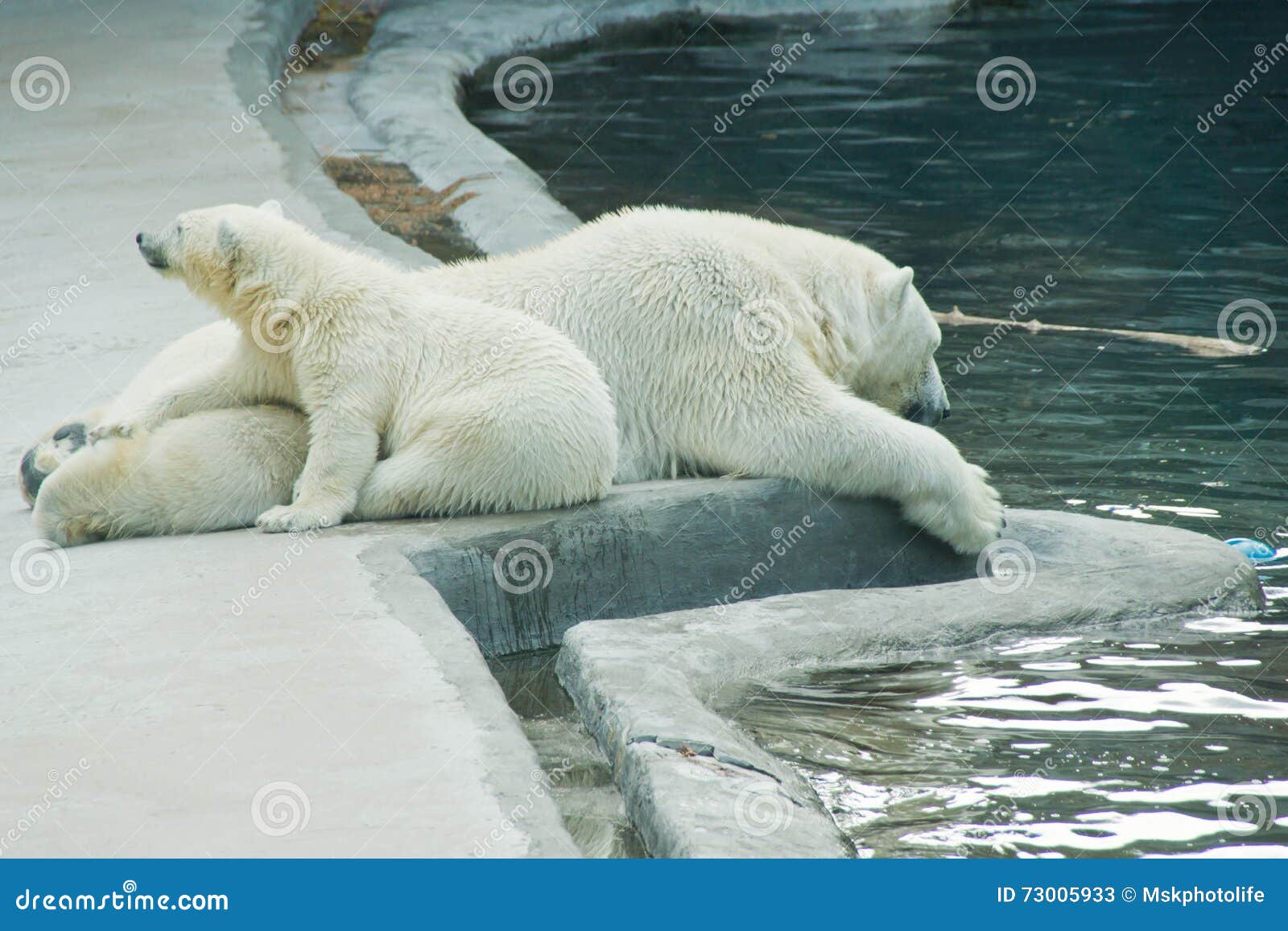 Teddy Bear and Polar Bear at Rest Stock Image - Image of pool, walk ...