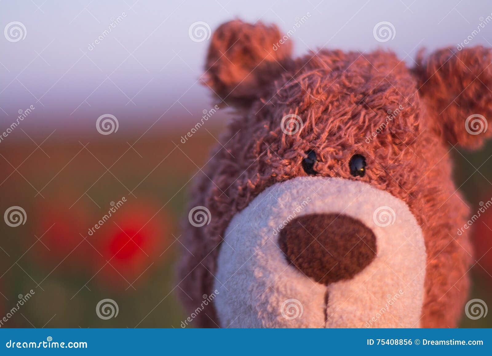 Bear Poppy (Arctomecon Californica) Growing In Desert Soil Near Lake ...