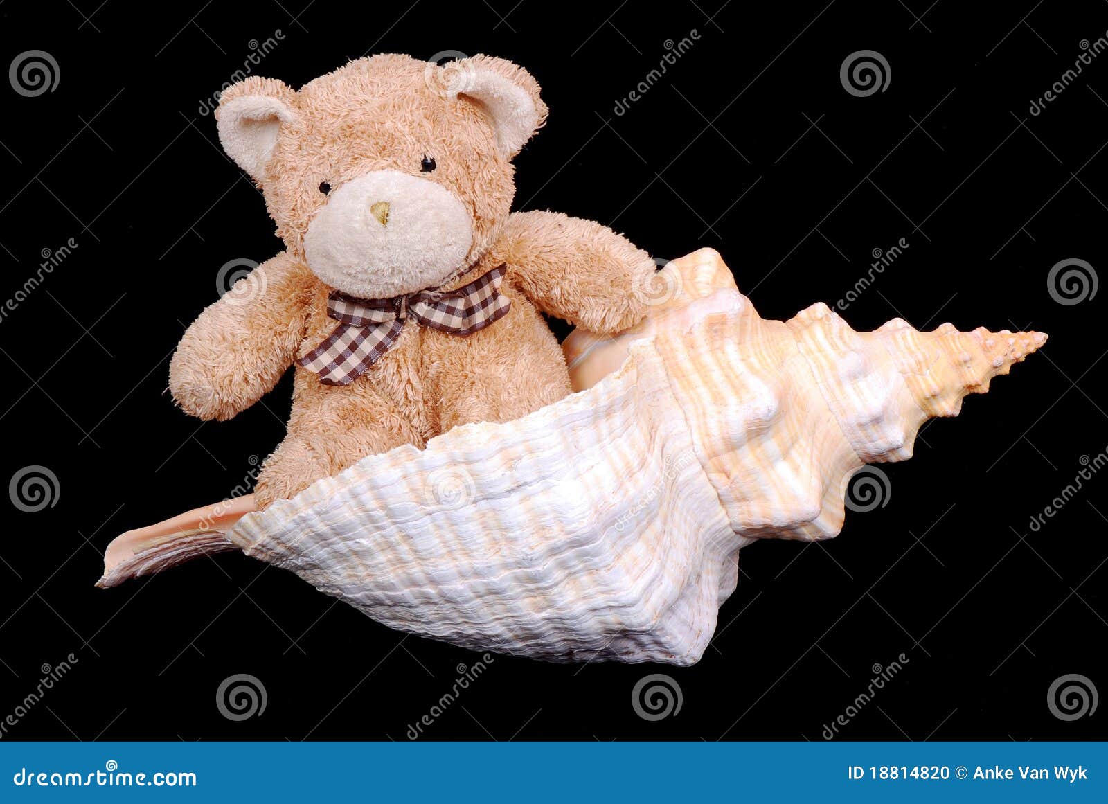Teddy bear in seashell stock photo. Image of huge, horse - 18814820