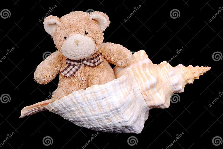 Teddy bear in seashell stock photo. Image of huge, horse - 18814820