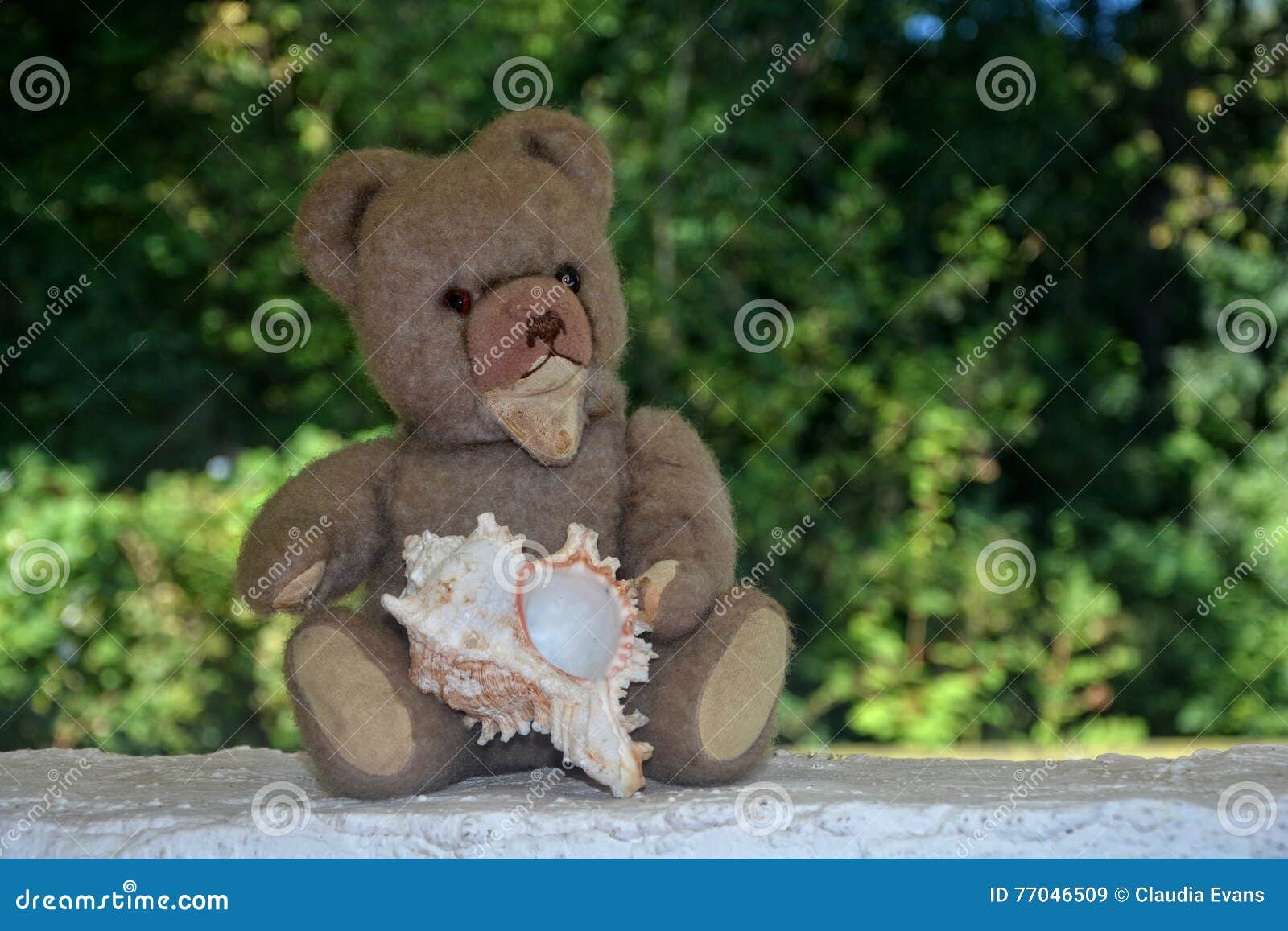 Teddy bear with seashell stock image. Image of life, conch - 77046509