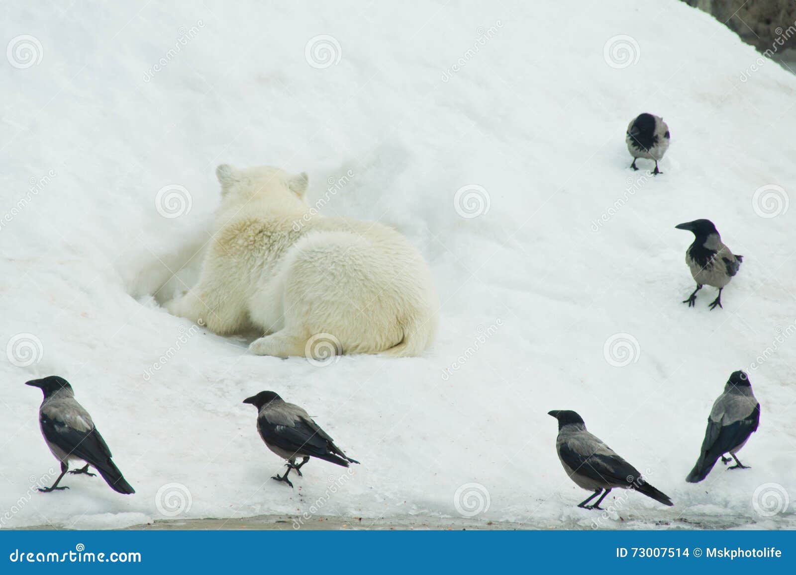 Teddy Bear Surrounded by Crows Stock Photo - Image of seasonally ...