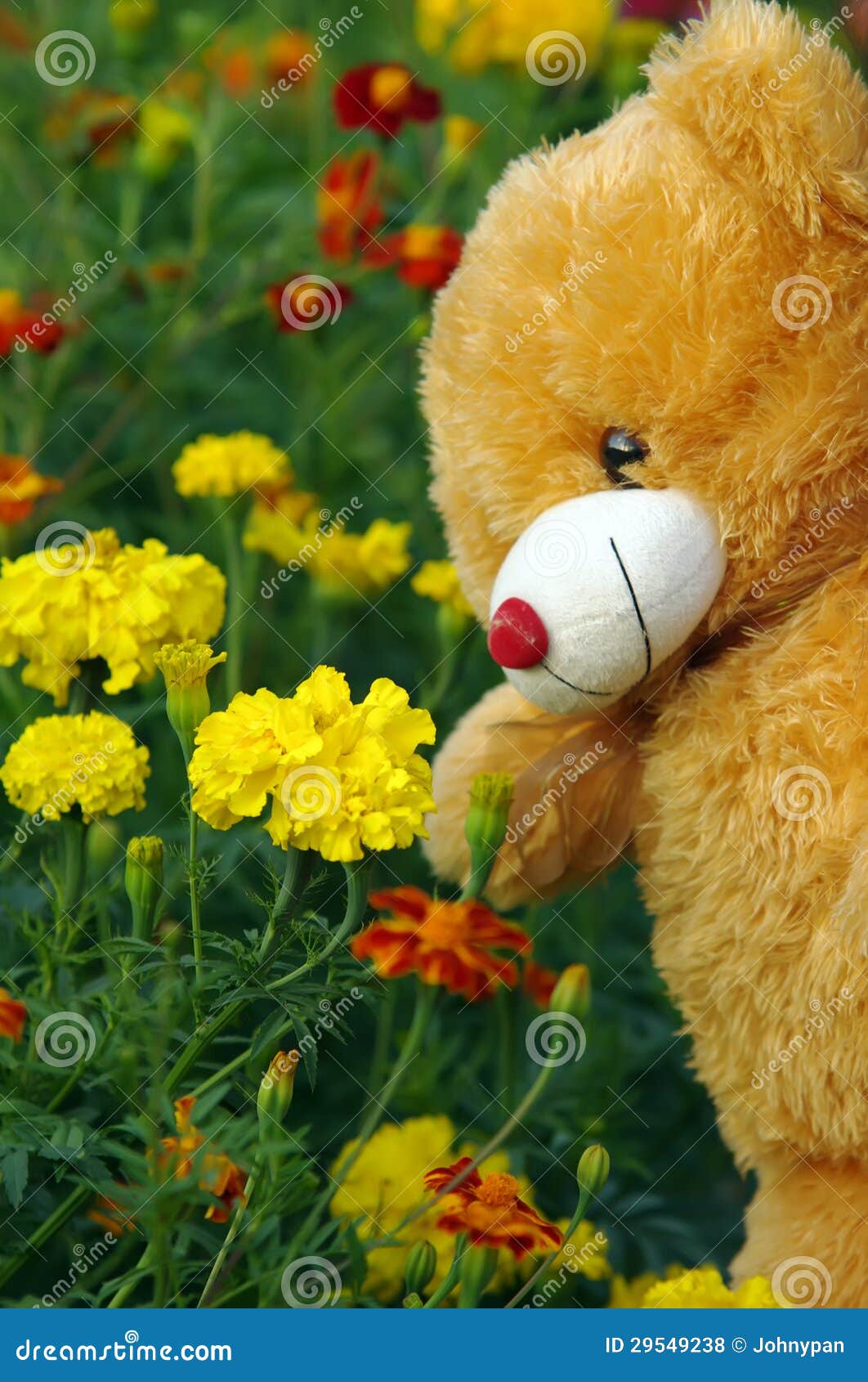 Teddy bear toy stock photo. Image of color, teddy, spring - 29549238
