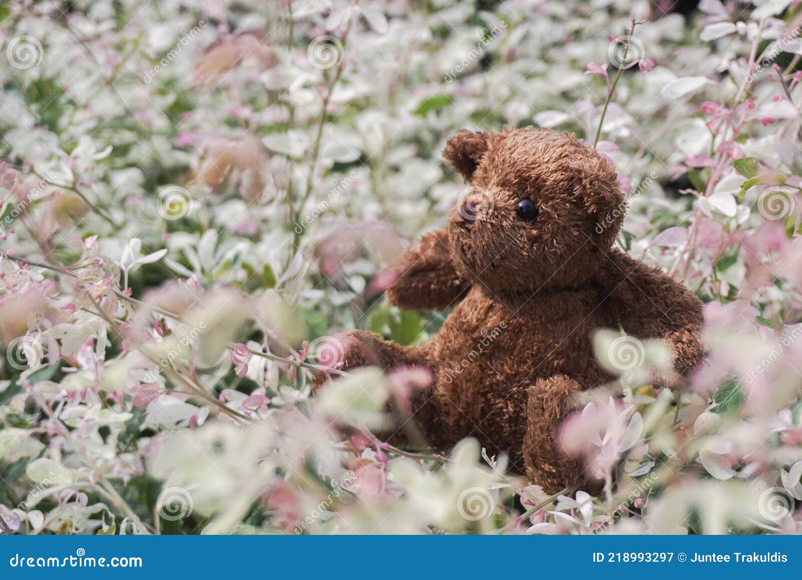 Teddy Bear stock image. Image of tree, plant, leaf, teddy - 218993297