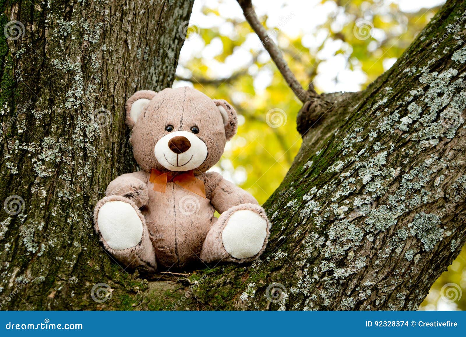 Teddy Bear in tree stock photo. Image of loneliness, leaves - 92328374