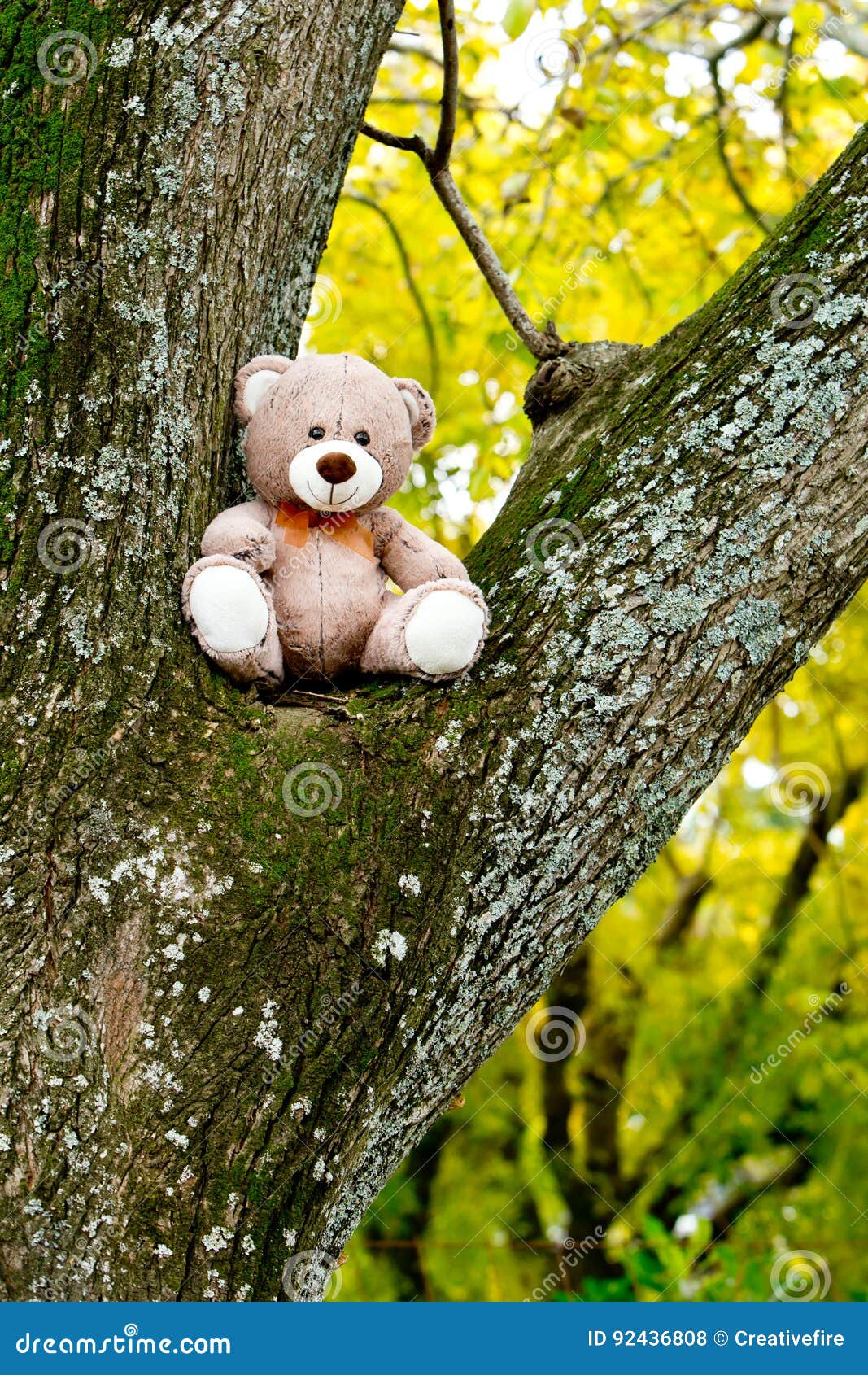 Teddy Bear in tree stock photo. Image of trunk, animal - 92436808
