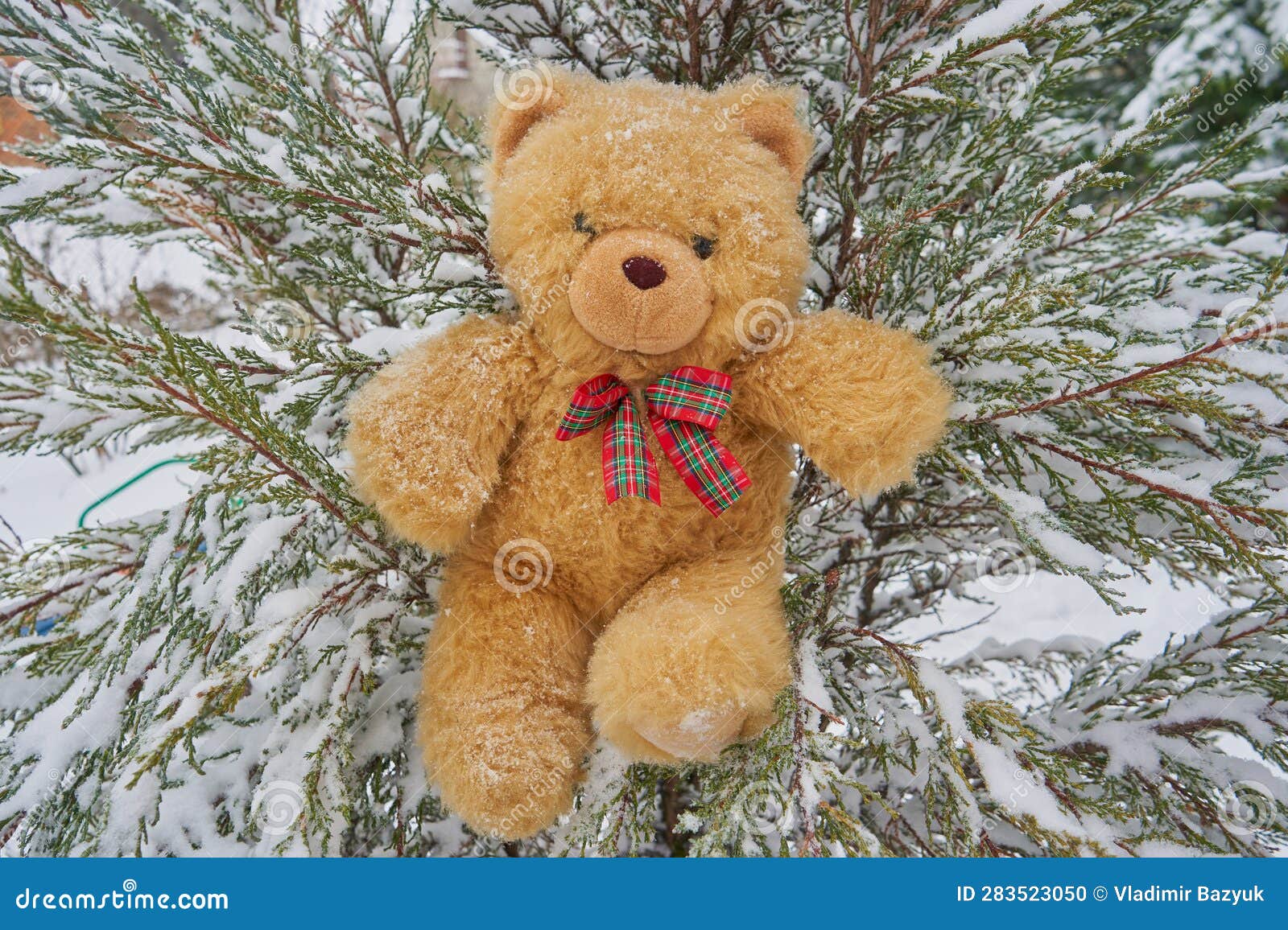 Teddy Bear in the Yard in Winter,a Brown Bear Hangs on a Fir Tree in ...