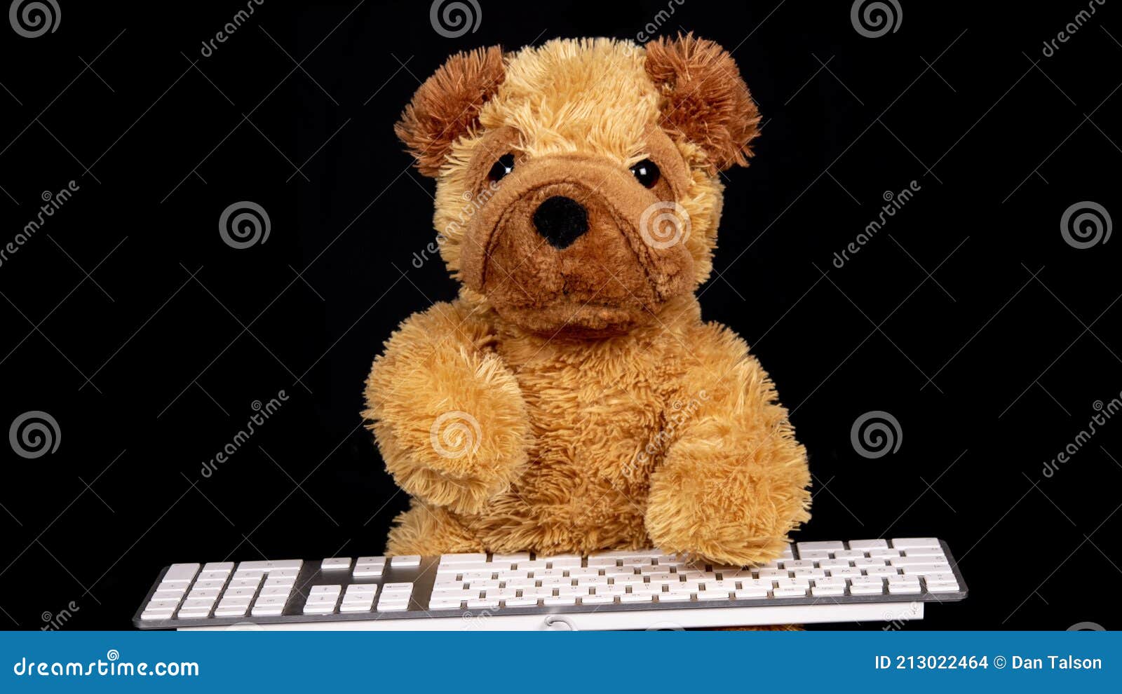 Teddy Dog Typing on Keyboard Stock Footage - Video of teddy, voip ...