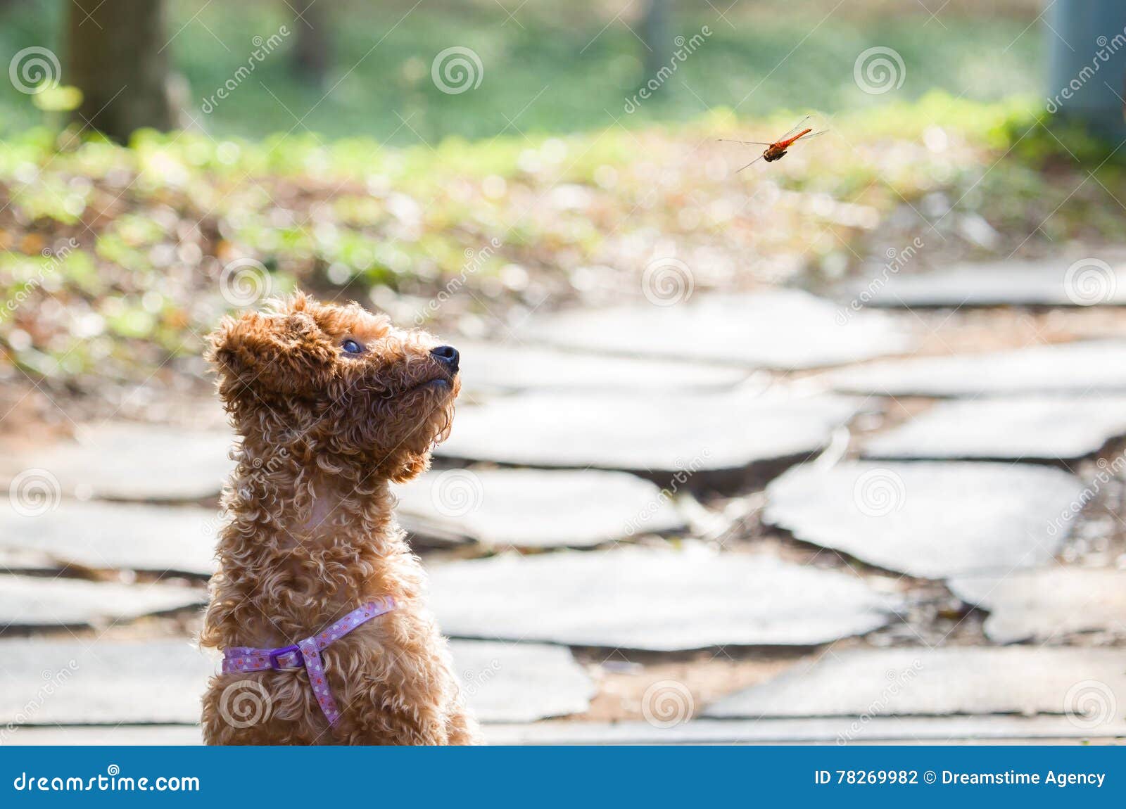 Teddy Dog Watching a Flying Dragonfly Stock Photo - Image of walk ...