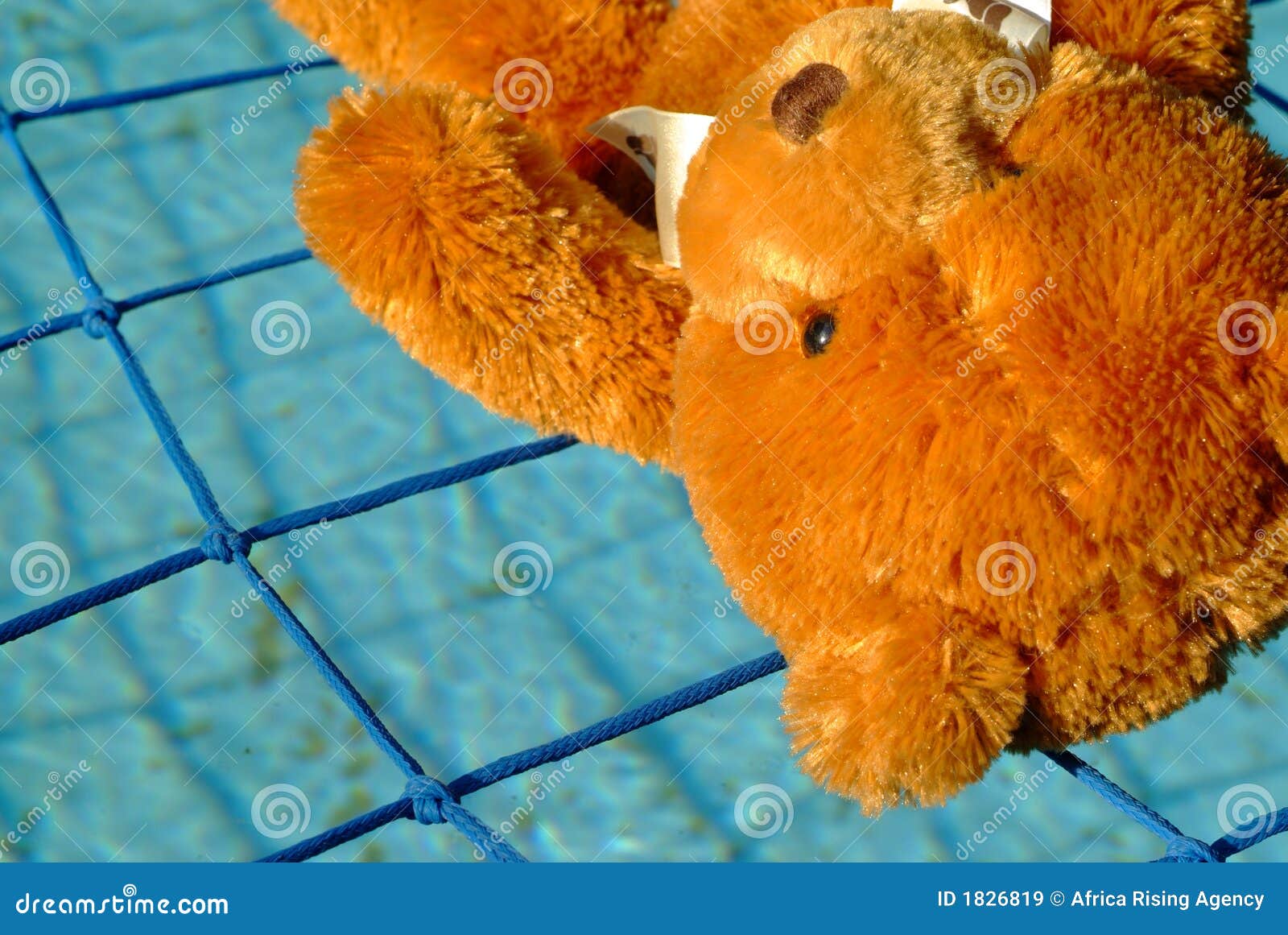 Teddy saved by pool net stock image. Image of pool, safety - 1826819