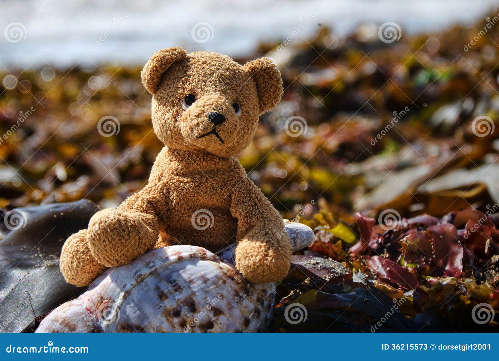 Teddy Trapped in Seaweed stock image. Image of seaweed - 36215573