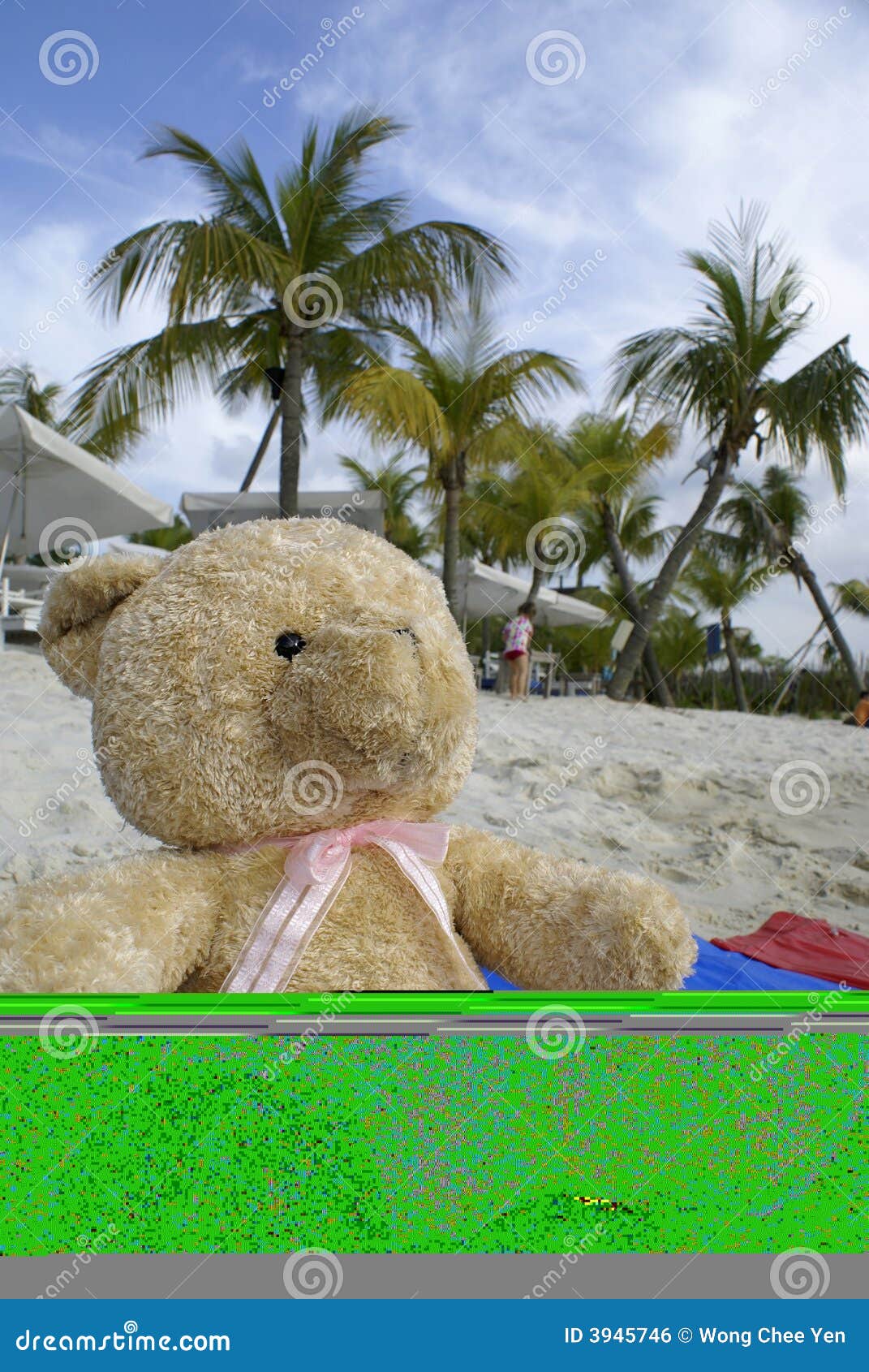 Teddy at tropical beach stock photo. Image of coconut - 3945746