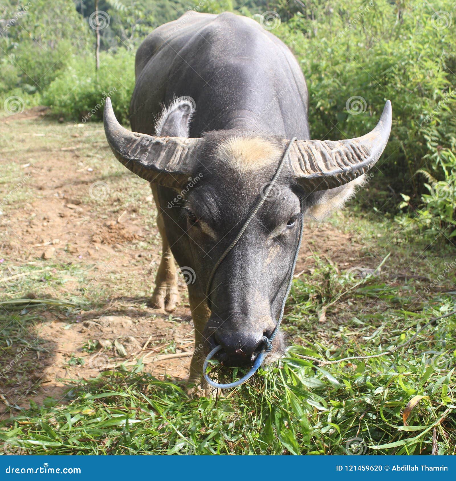 TEDONG stock photo. Image of potret, animals, sulawesi - 121459620