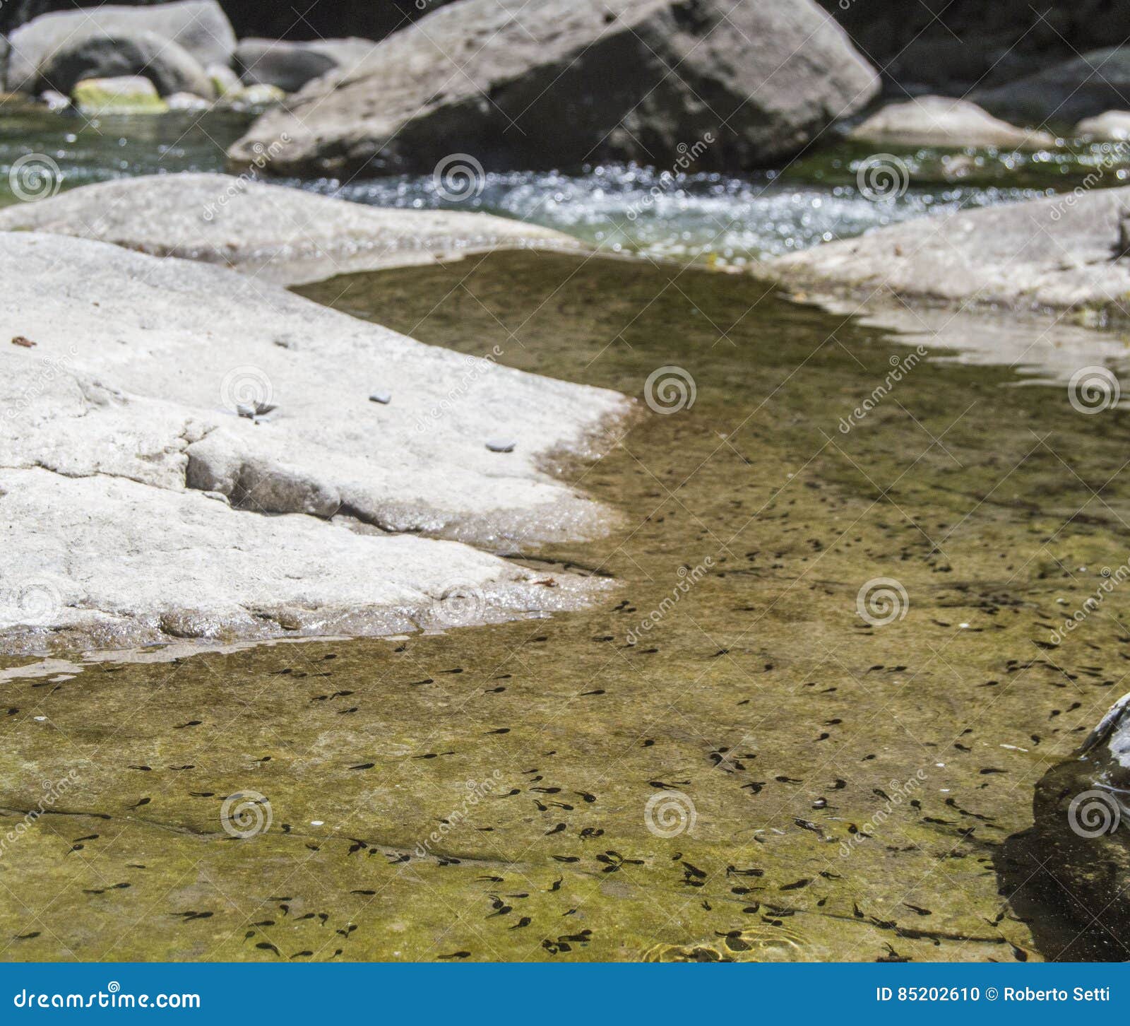 Tedpoles stock photo. Image of rock, fish, water, animal - 85202610