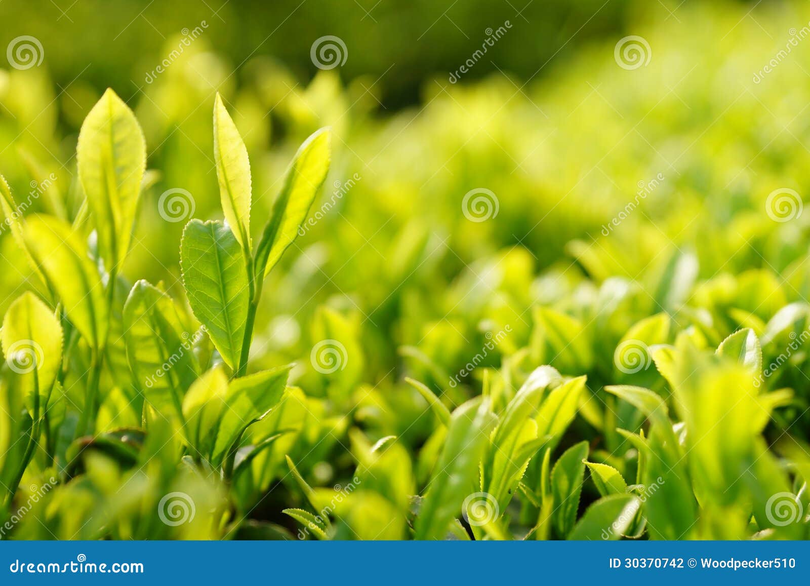 Tee stock photo. Image of leaf, backlight, bautiful, beautiful - 30370742