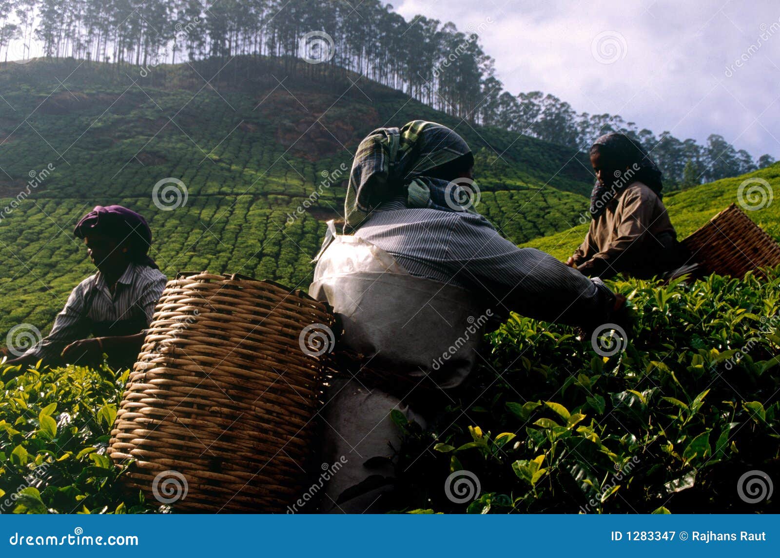 Tee-Plantage stockbild. Bild von indien, berg, asien, spültrank - 1283347