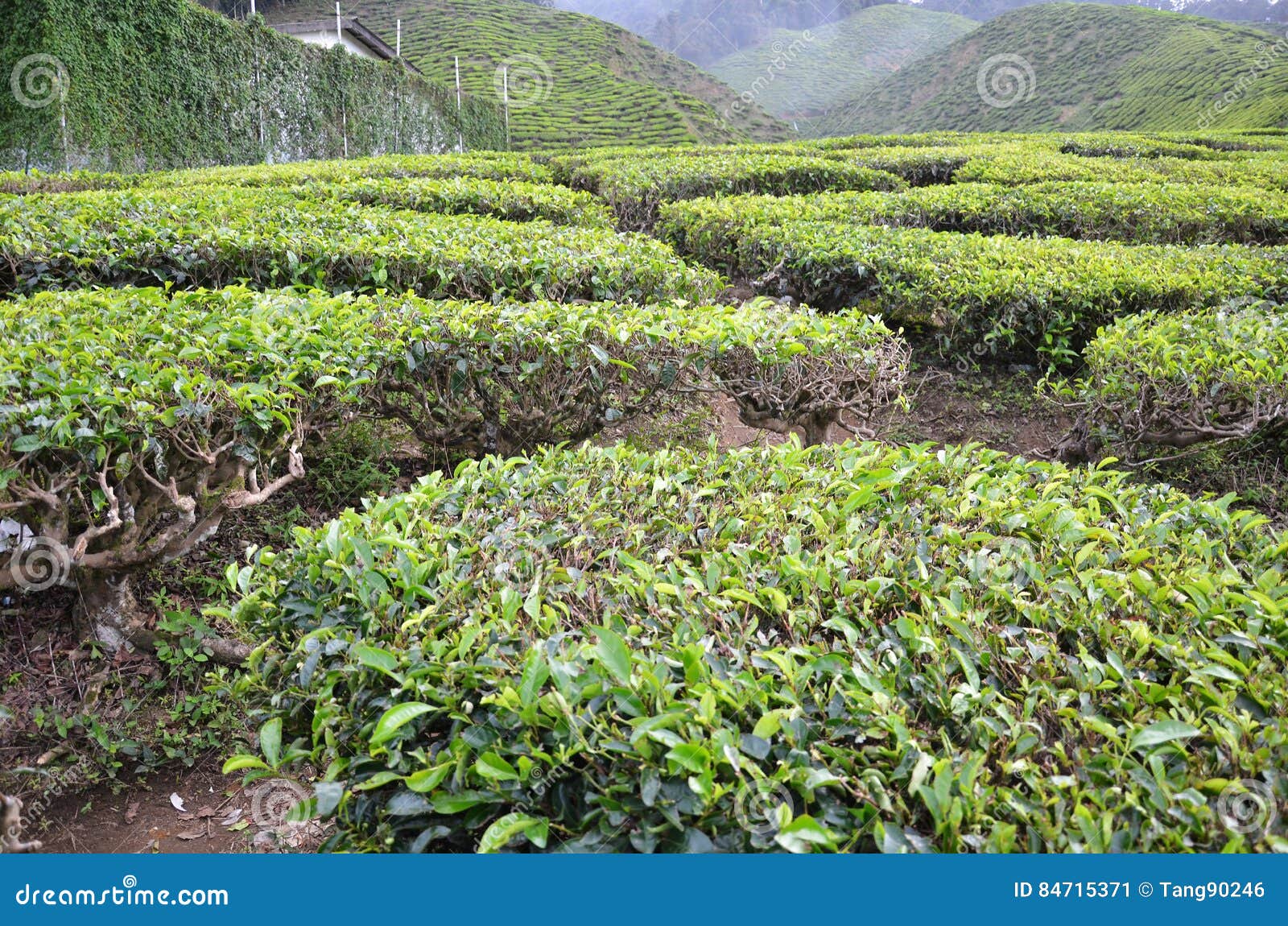 Tee-Plantage in Cameron Highlands in Malaysia Stockbild - Bild von ...